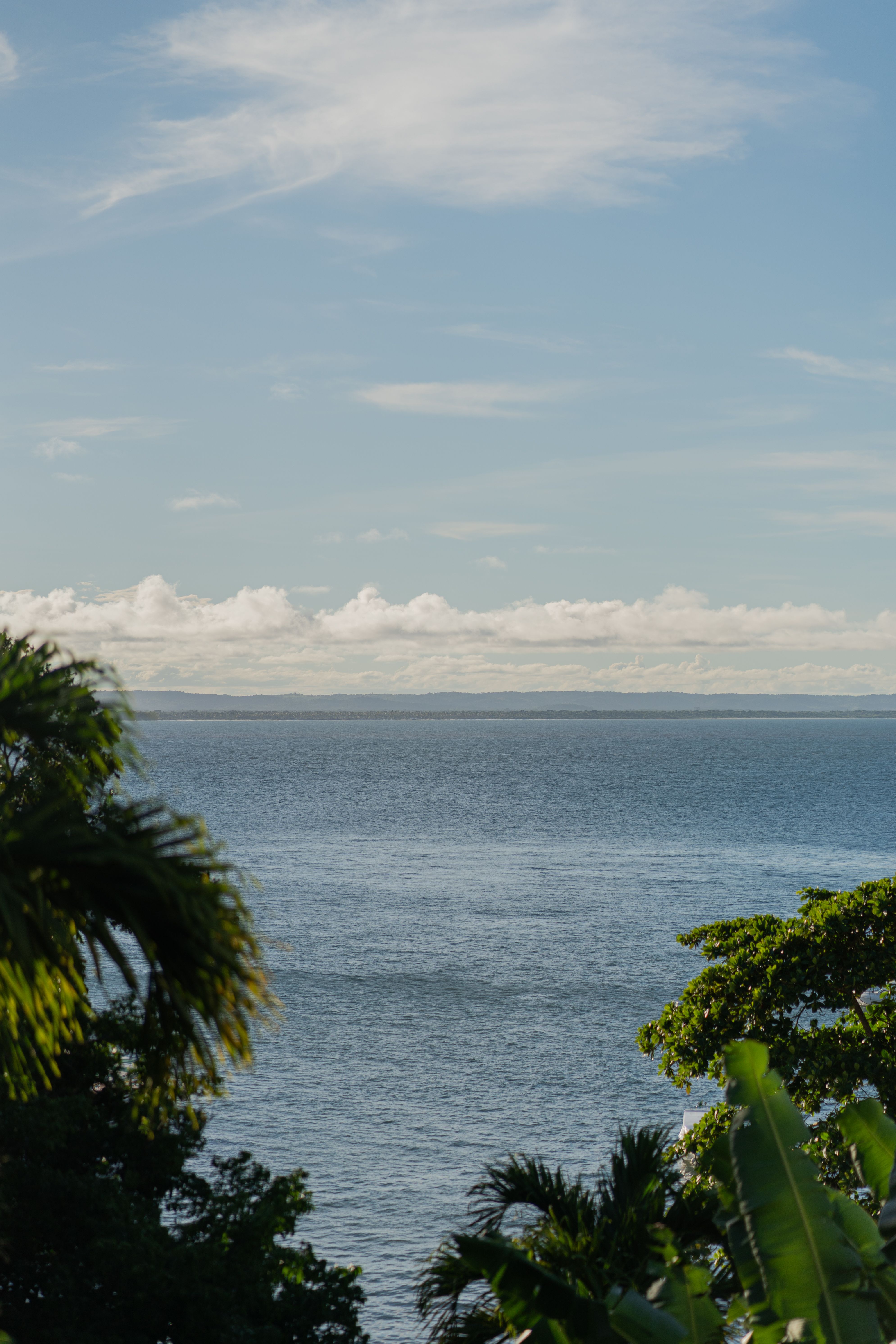 Ocean Over the Palm Trees · Free Stock Photo