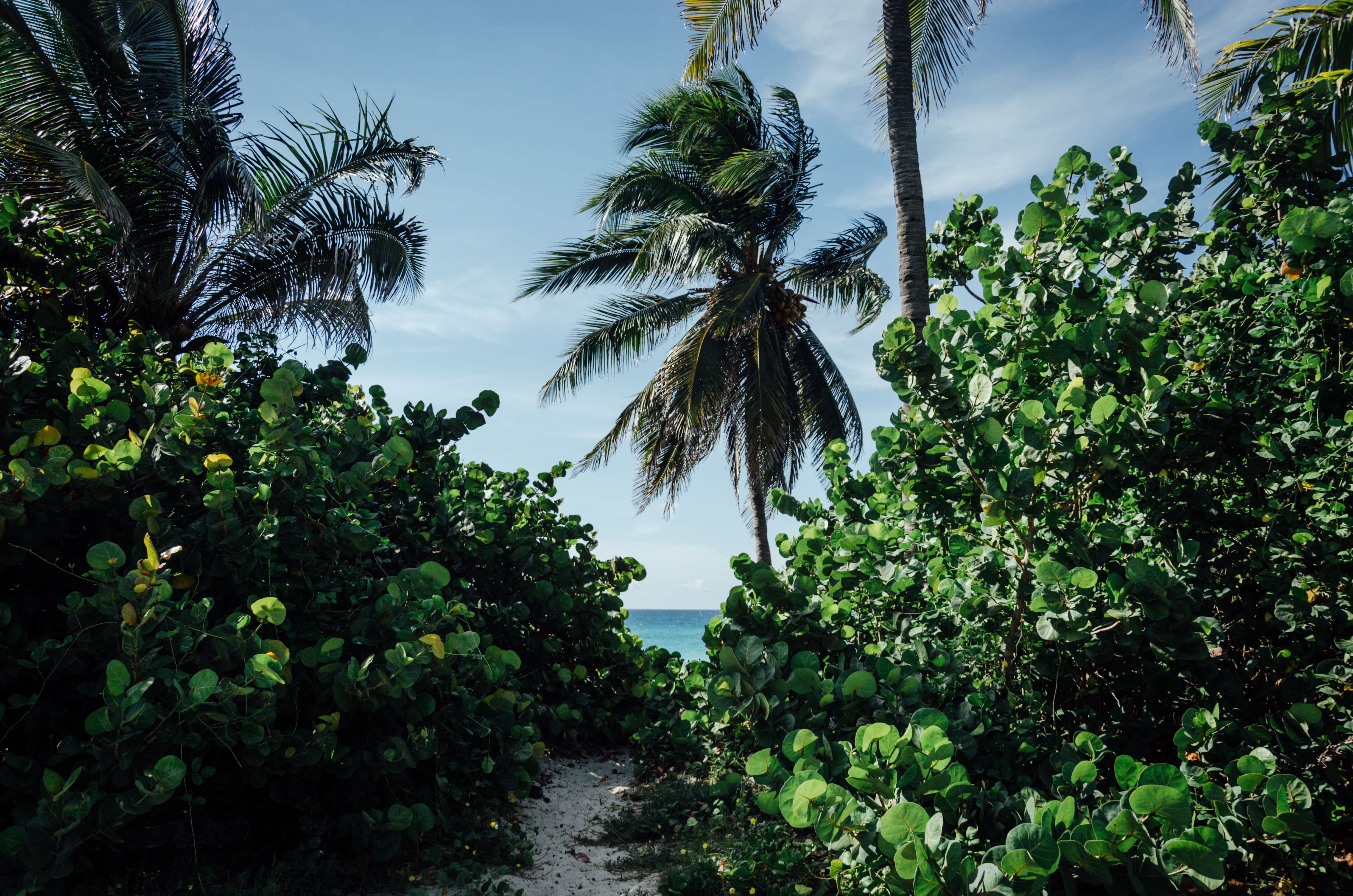 Tropical Forest on Sea Shore · Free Stock Photo