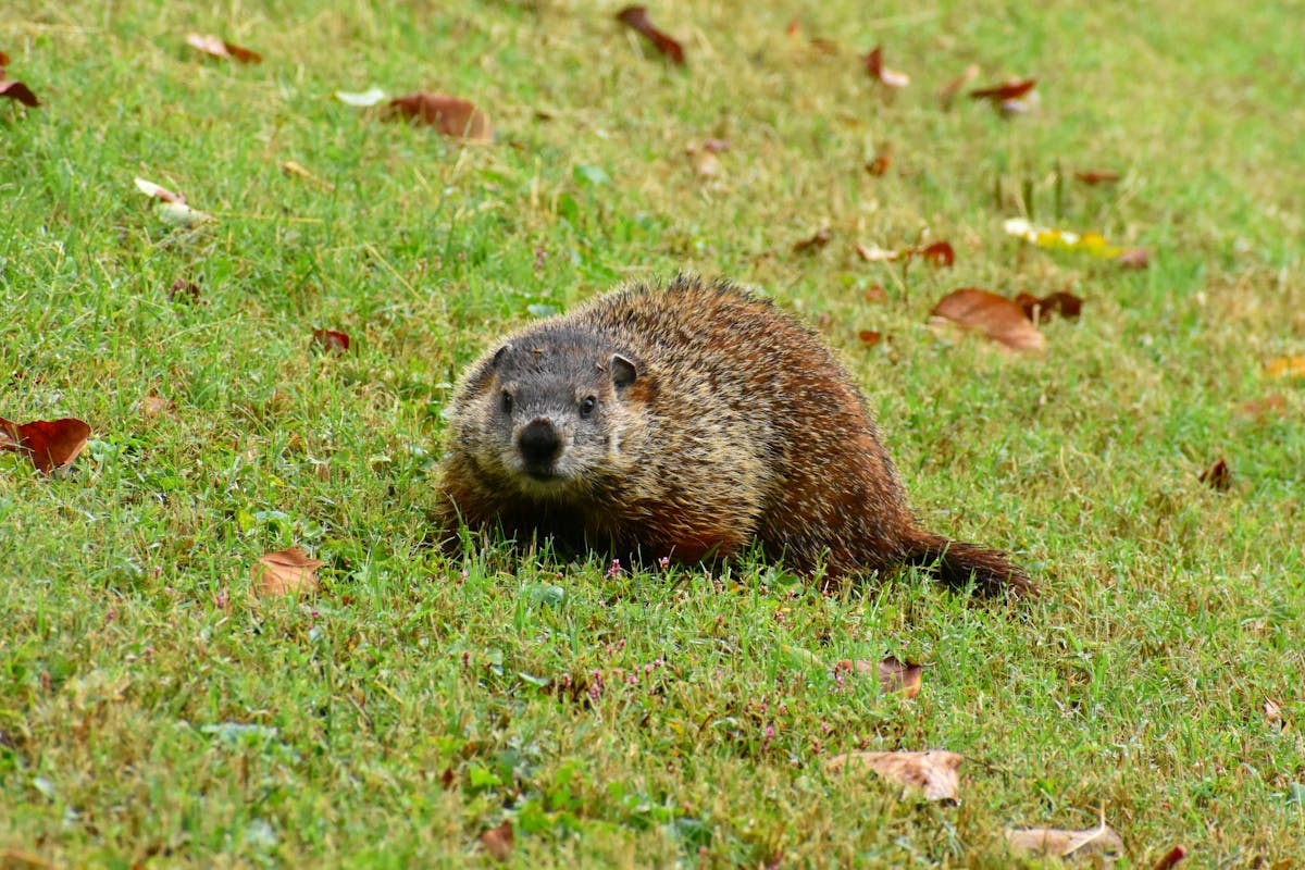 Groundhog Day Photos, Download The BEST Free Groundhog Day Stock Photos ...