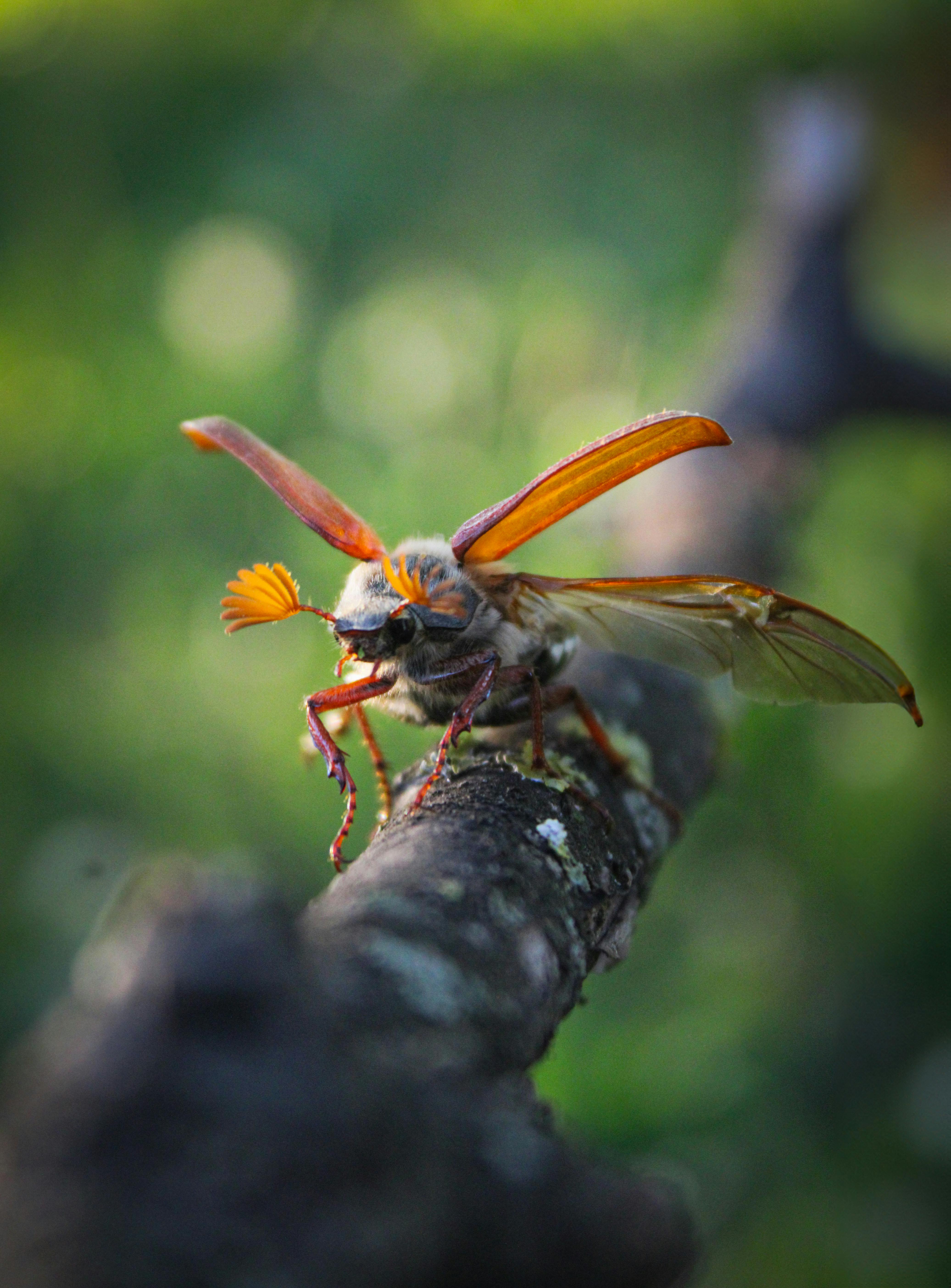 Wings Scarab Photos, Download The BEST Free Wings Scarab Stock Photos ...