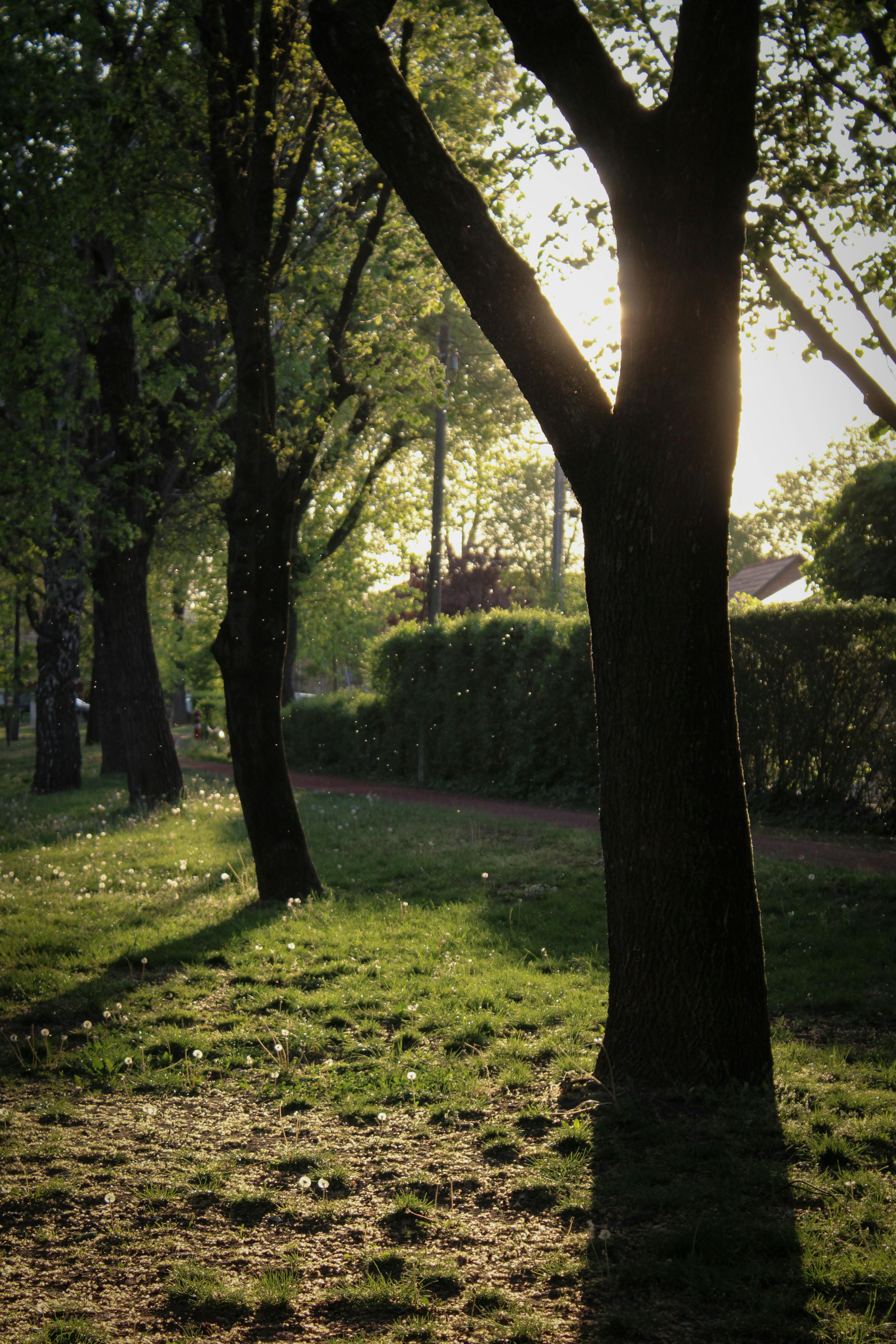 Pollen Floating Between the Trees in the Park · Free Stock Photo