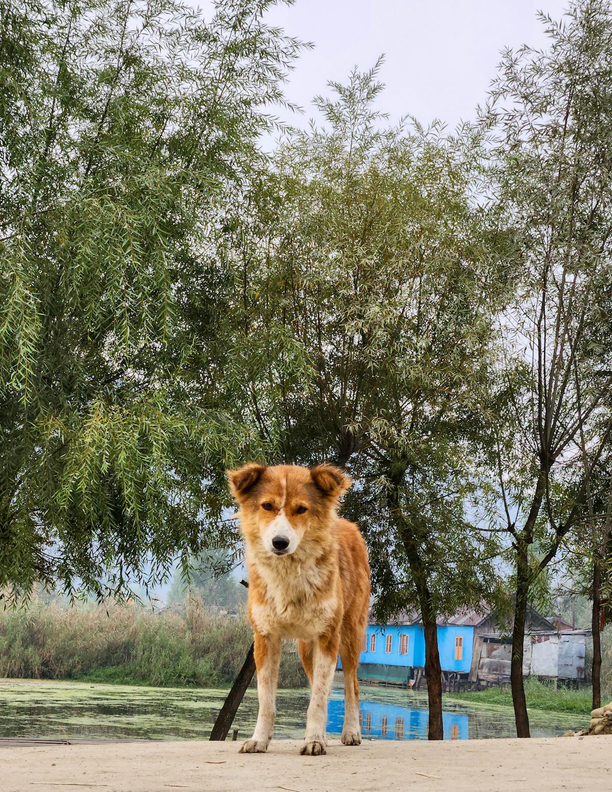 Bad Dog Photos, Download The BEST Free Bad Dog Stock Photos & HD Images