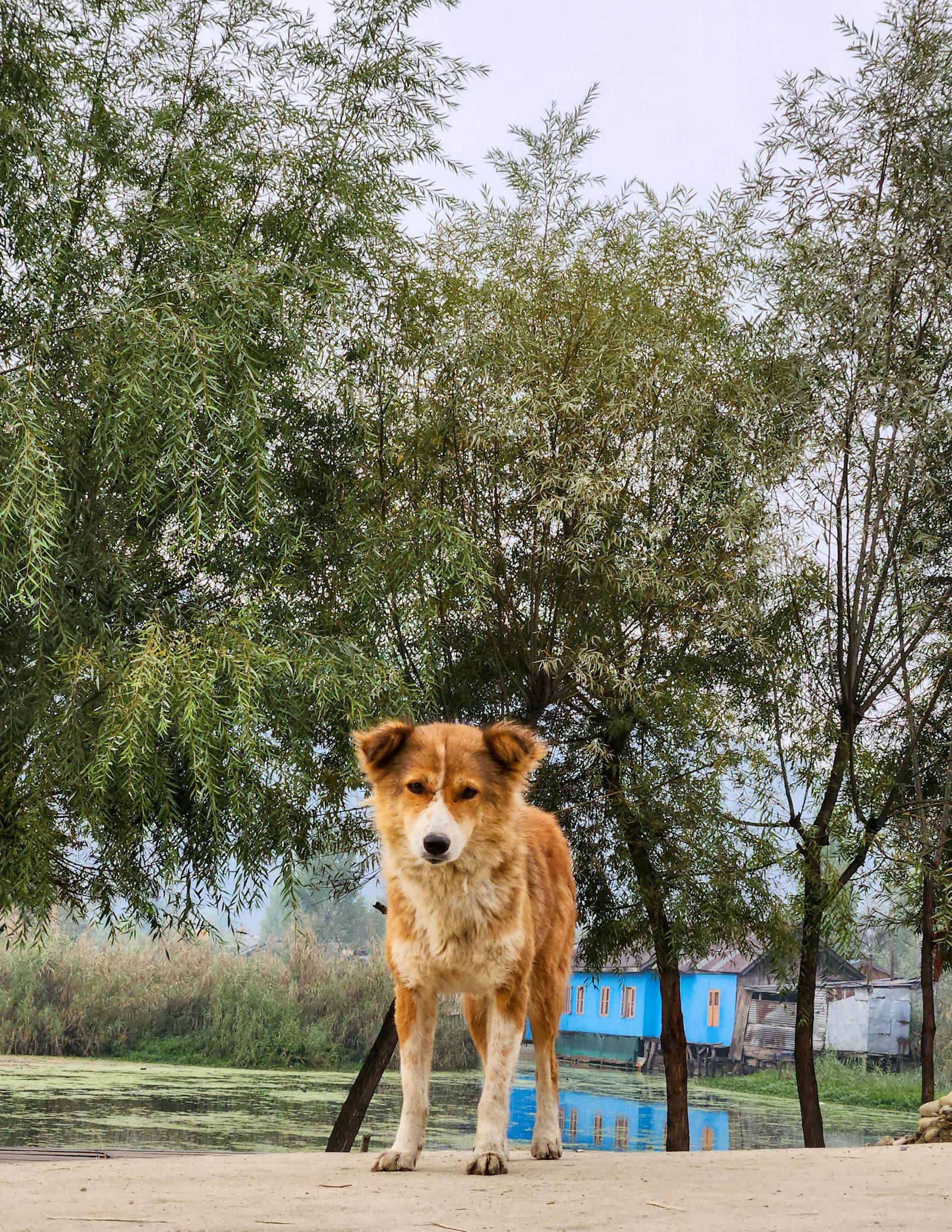 Bad Dog Photos, Download The BEST Free Bad Dog Stock Photos & HD Images