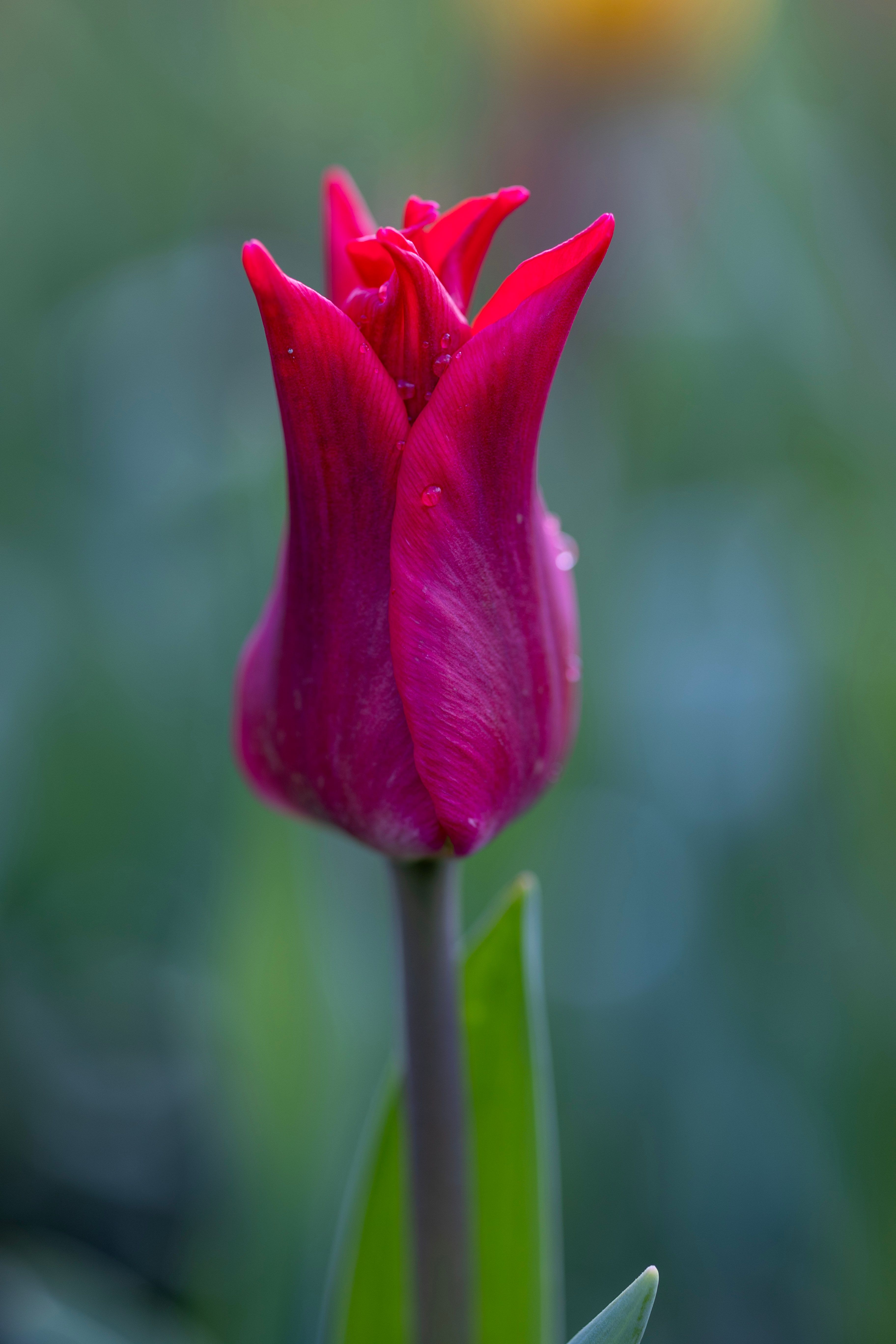 A single red tulip is shown in the foreground · Free Stock Photo