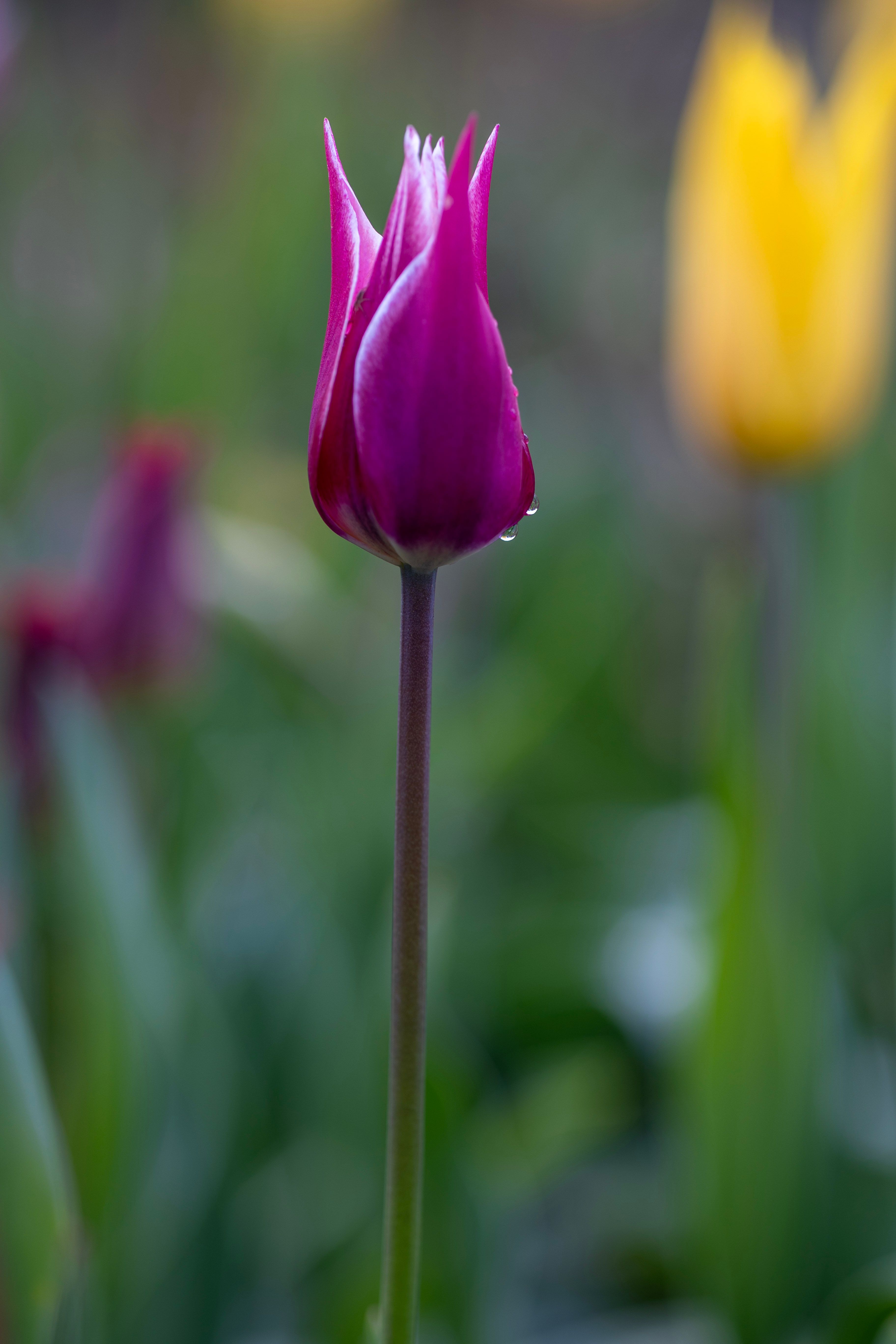 Purple Flower Dripping Water · Free Stock Photo