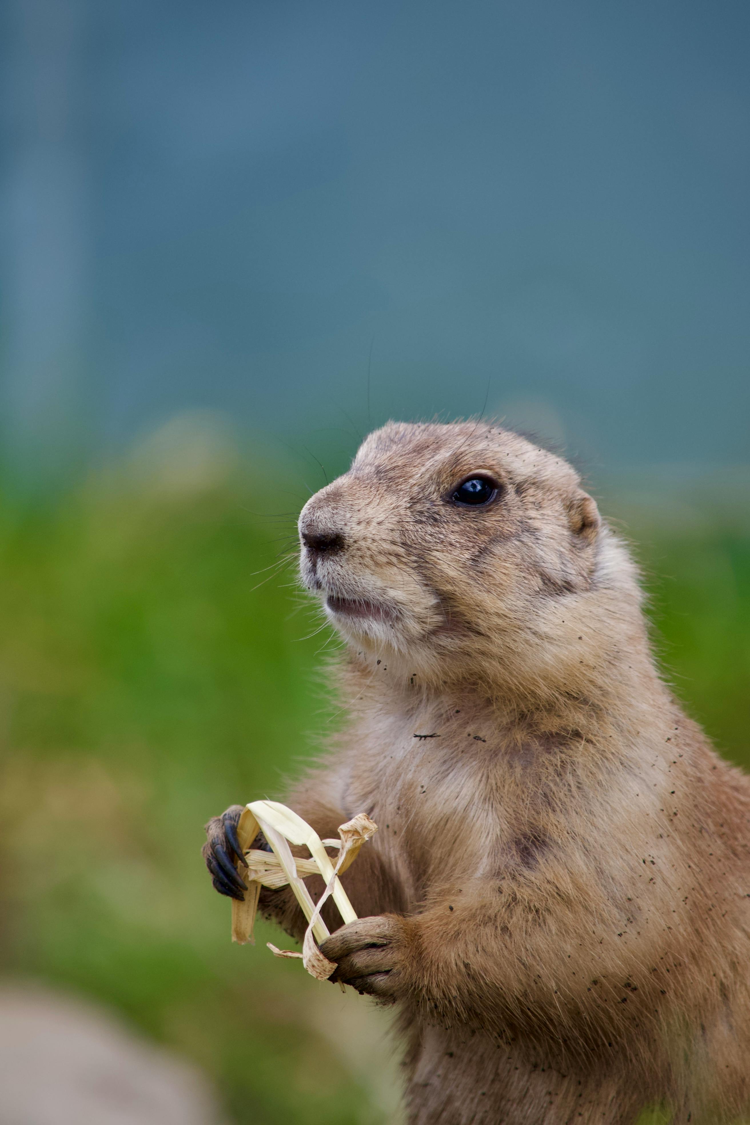 Praire Dog Photos, Download The BEST Free Praire Dog Stock Photos & HD ...