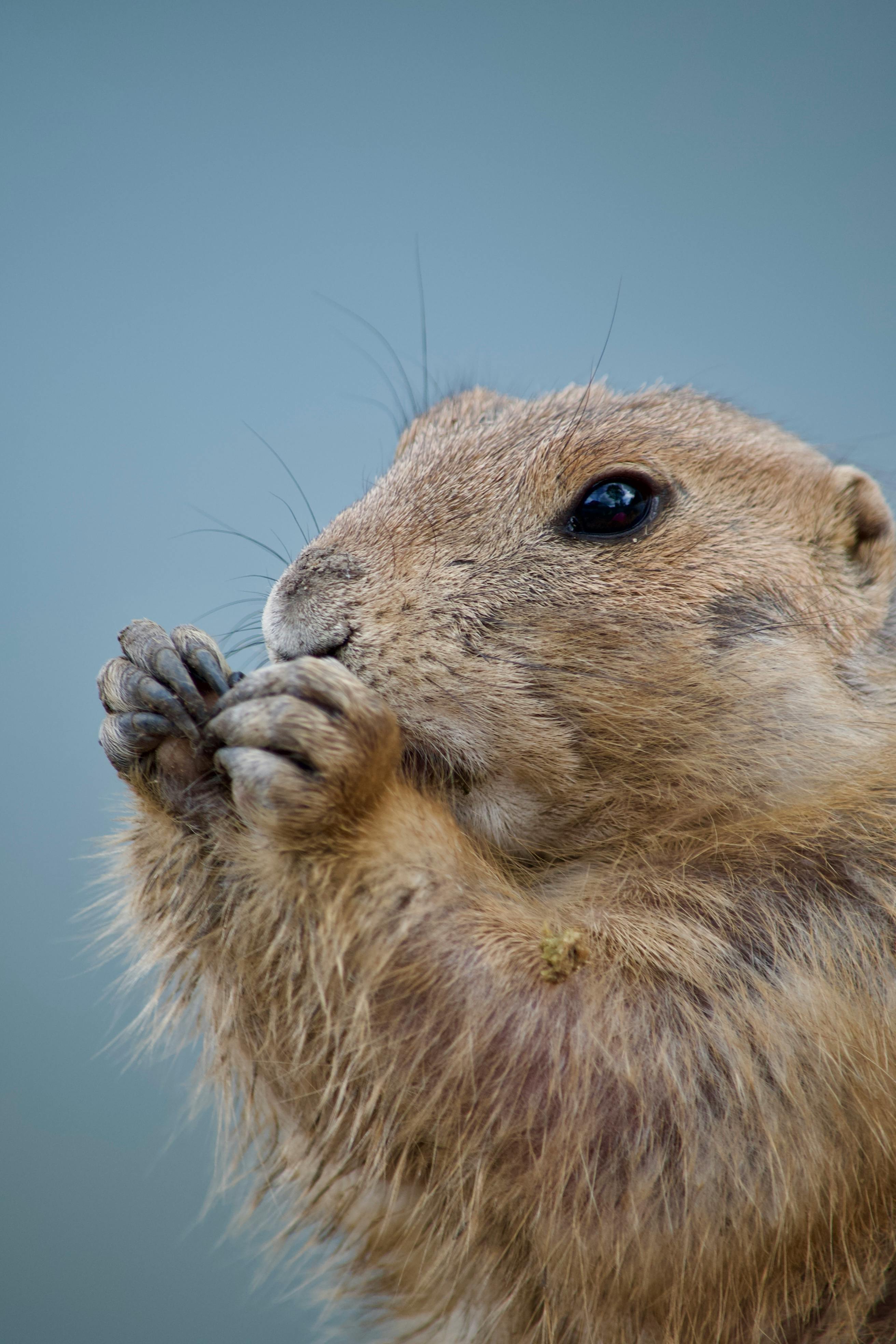 Black Mole in Black Soil · Free Stock Photo
