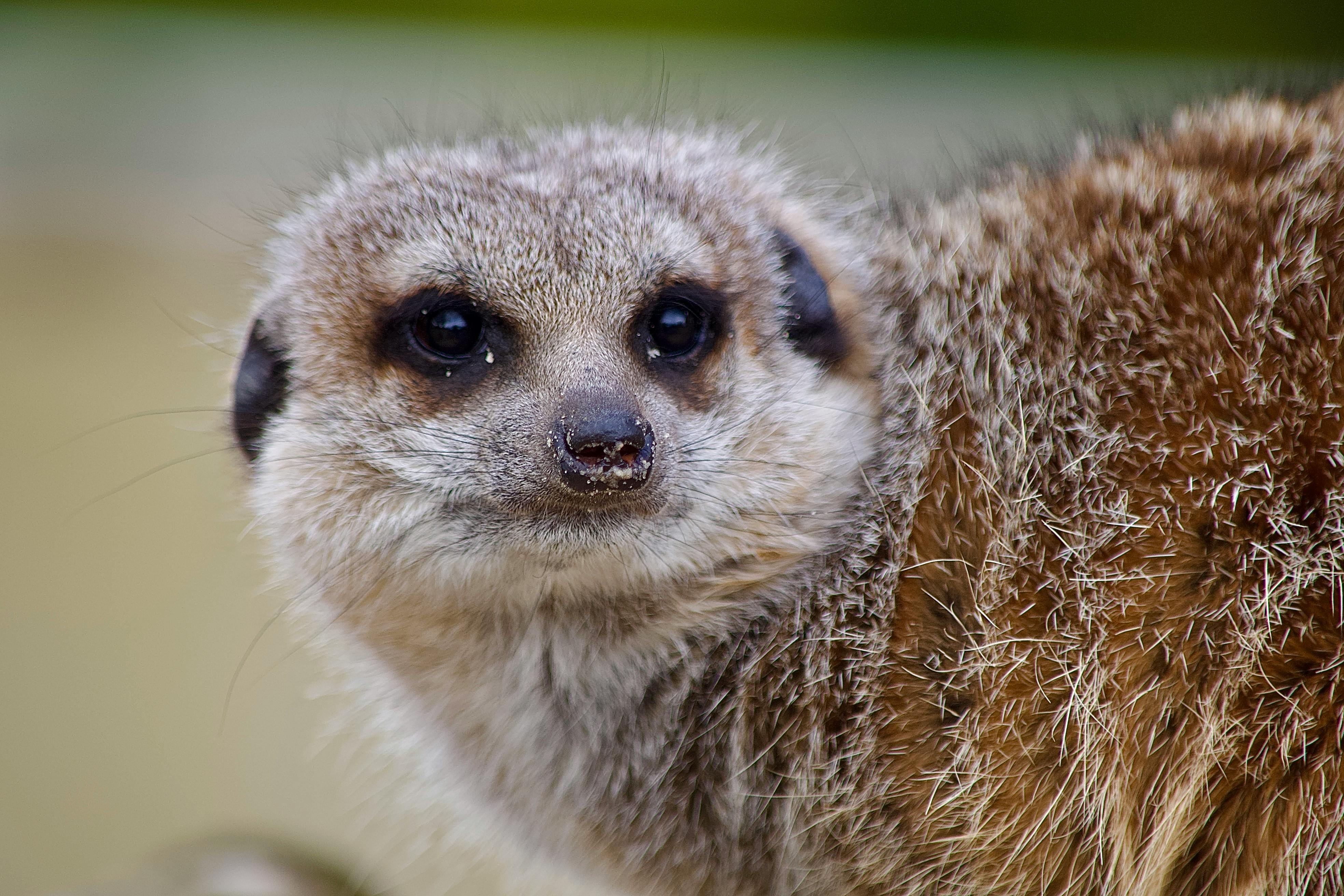 Meerkat Face Photos, Download The BEST Free Meerkat Face Stock Photos ...