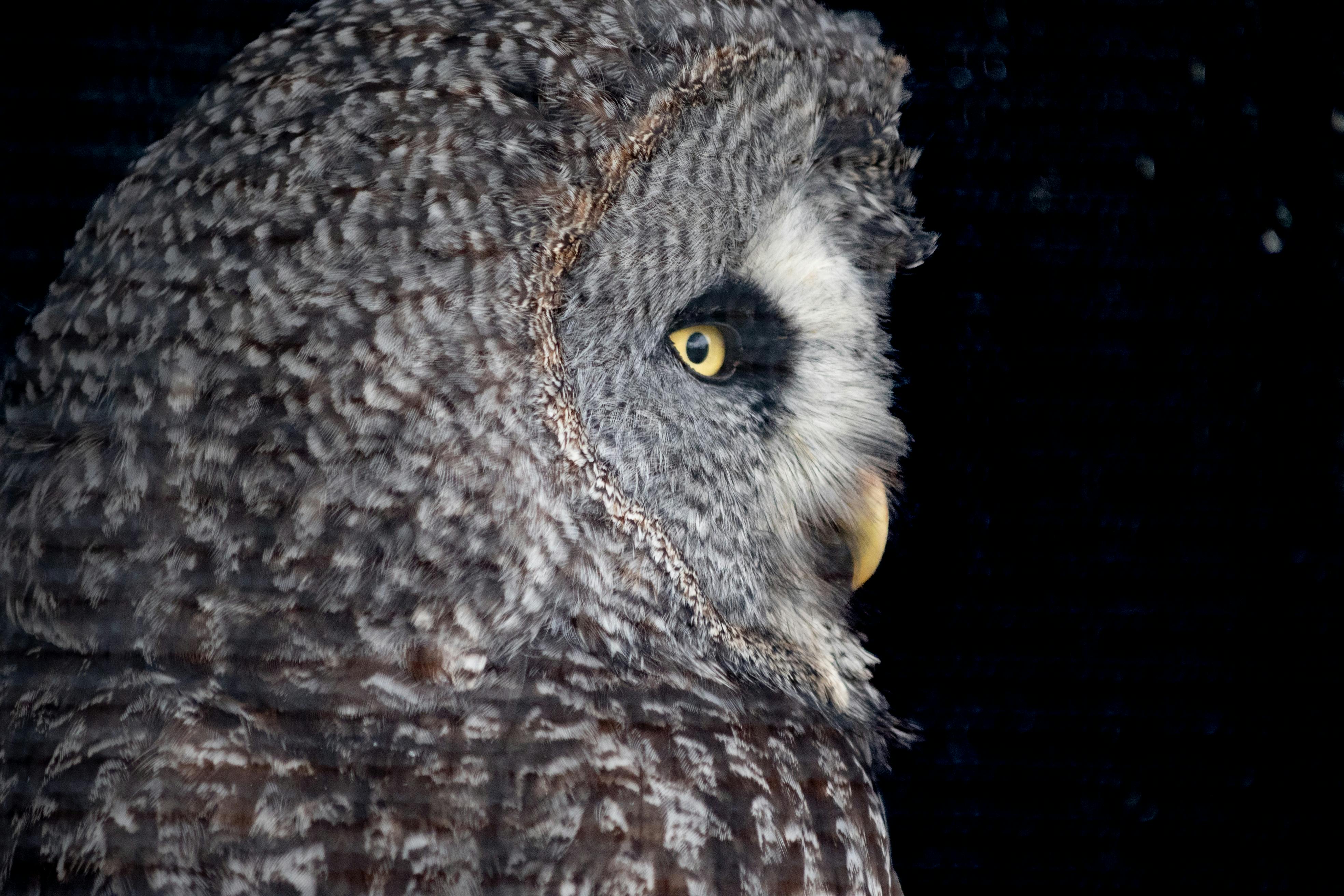 Close Up of a Great Gray Owl Head · Free Stock Photo