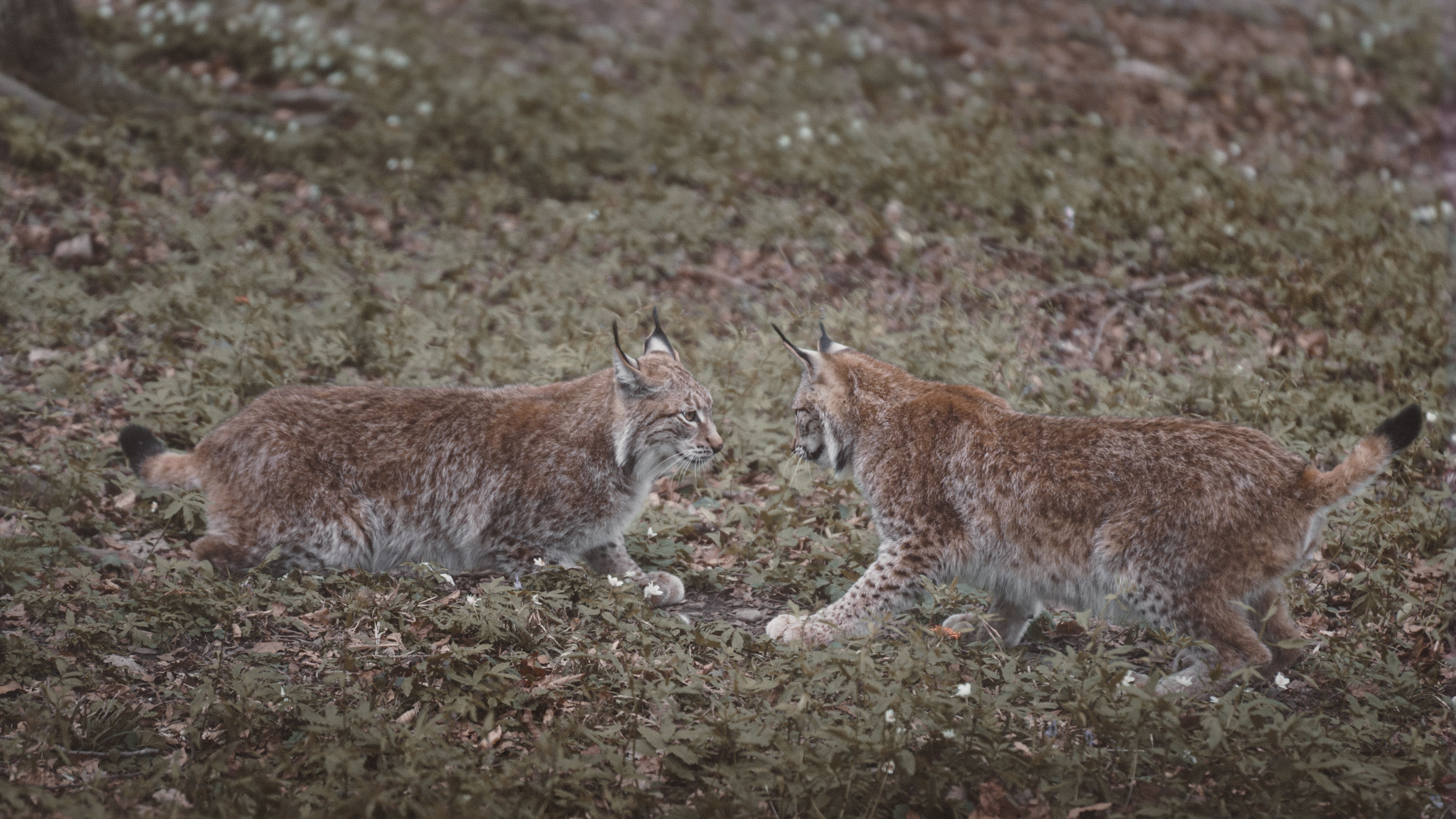 Lynx Cats Playing on Grass · Free Stock Photo