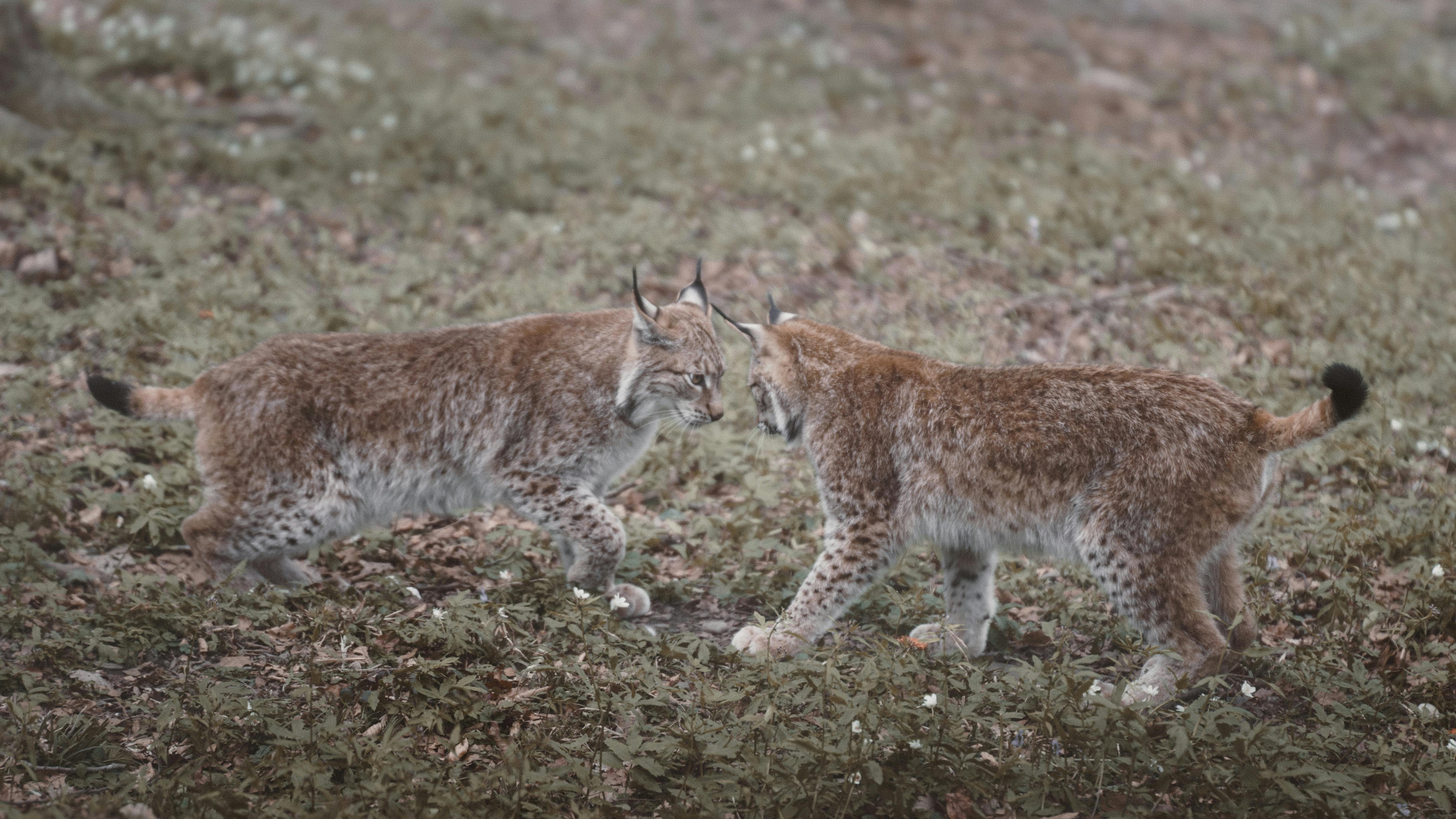 Lynx Cats on Grass · Free Stock Photo