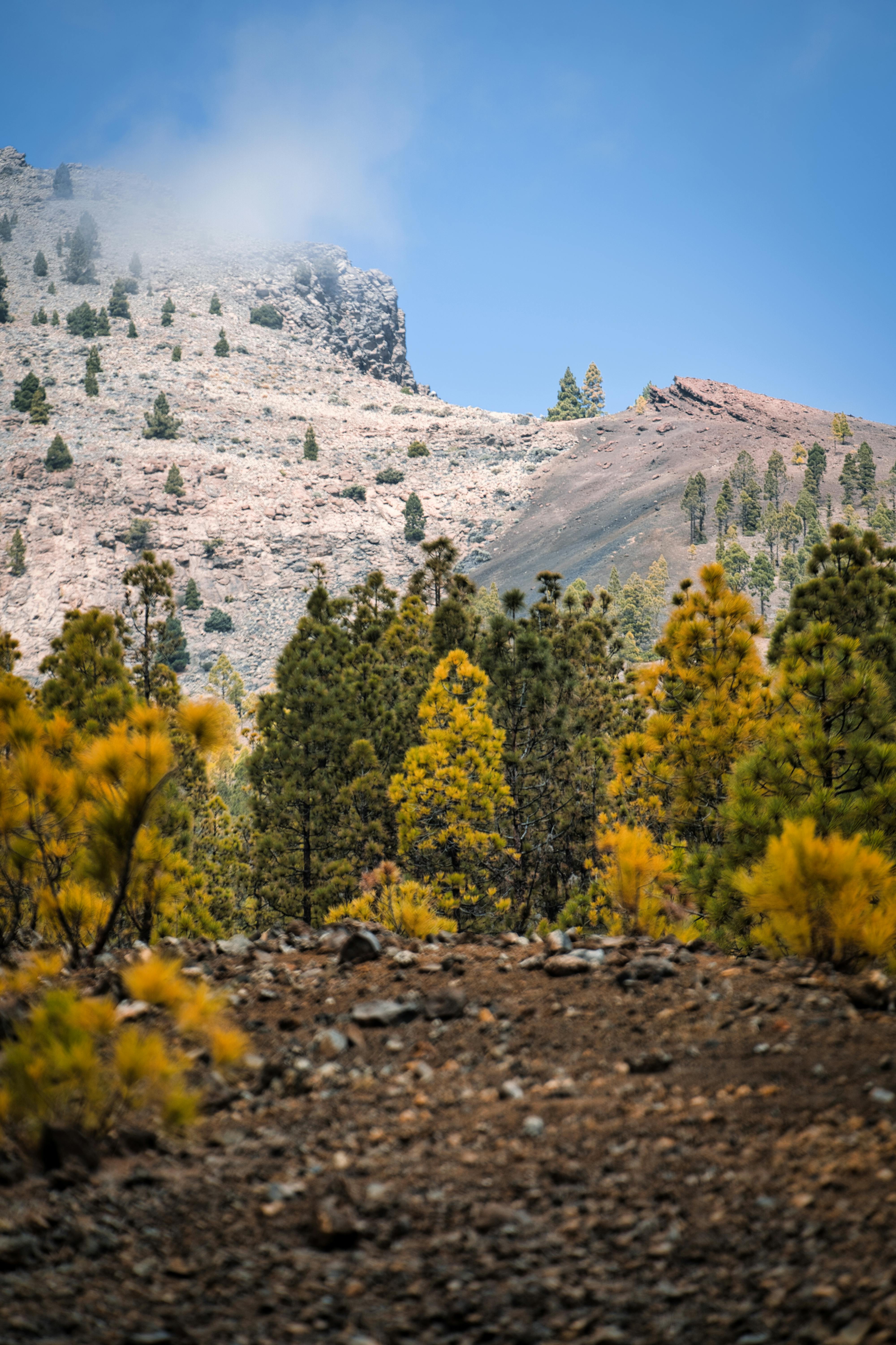 Trees on a Rocky Mountainside in Paisaje Lunar Hiking Area · Free Stock ...