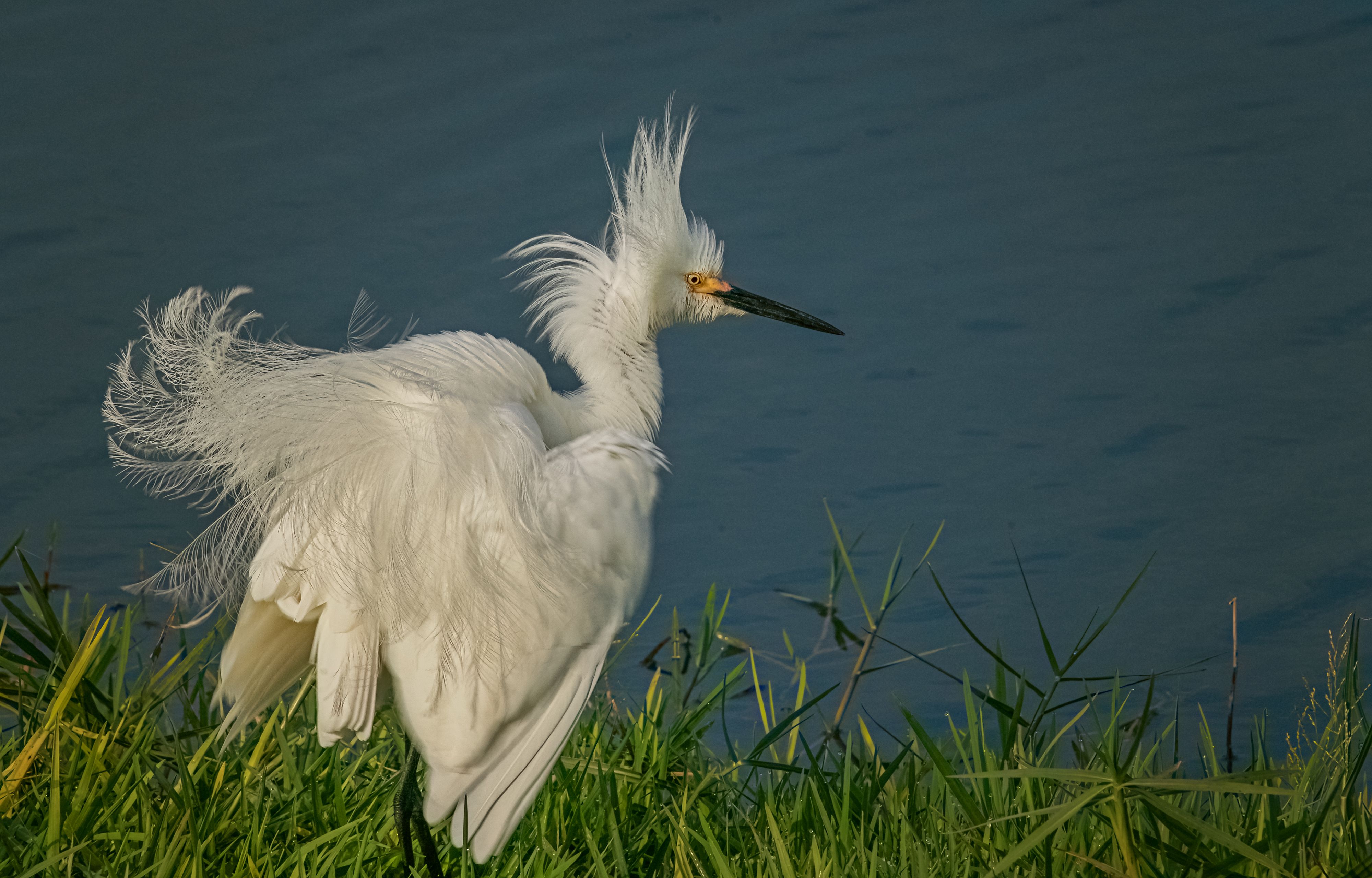 A white bird with long feathers standing in the water · Free Stock Photo