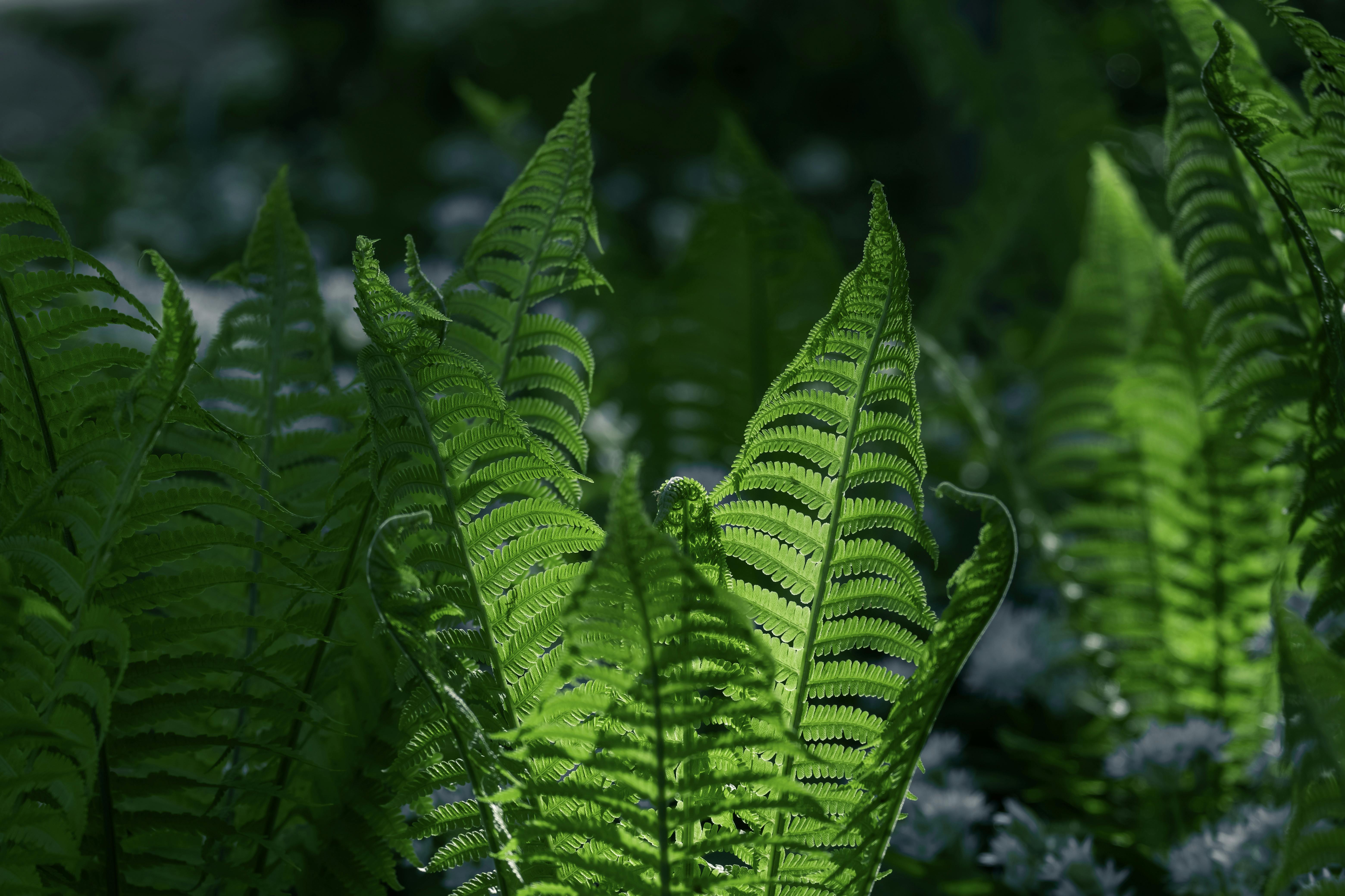 Green Fern Plants · Free Stock Photo