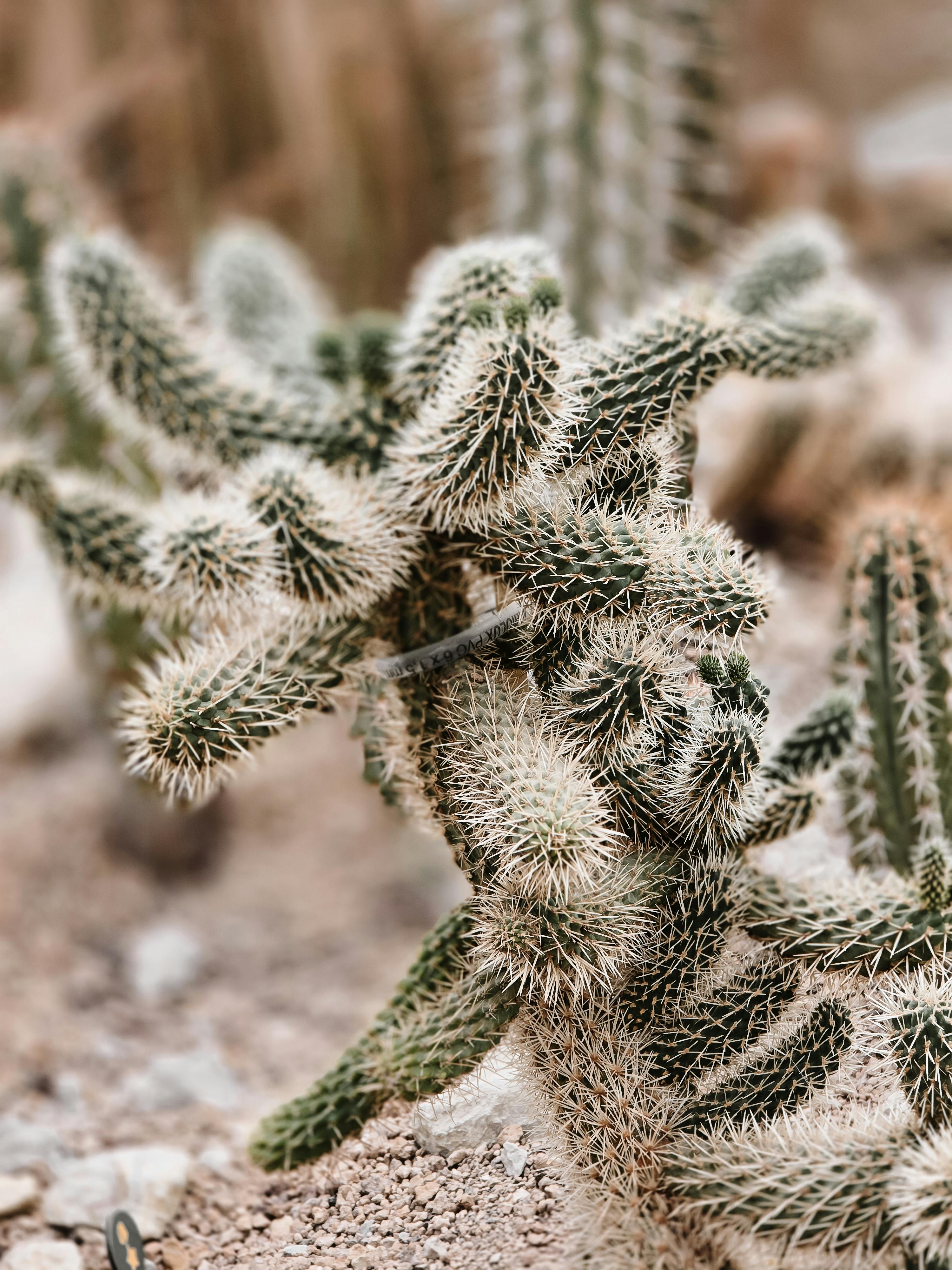 Sharp Cactus Thorns · Free Stock Photo