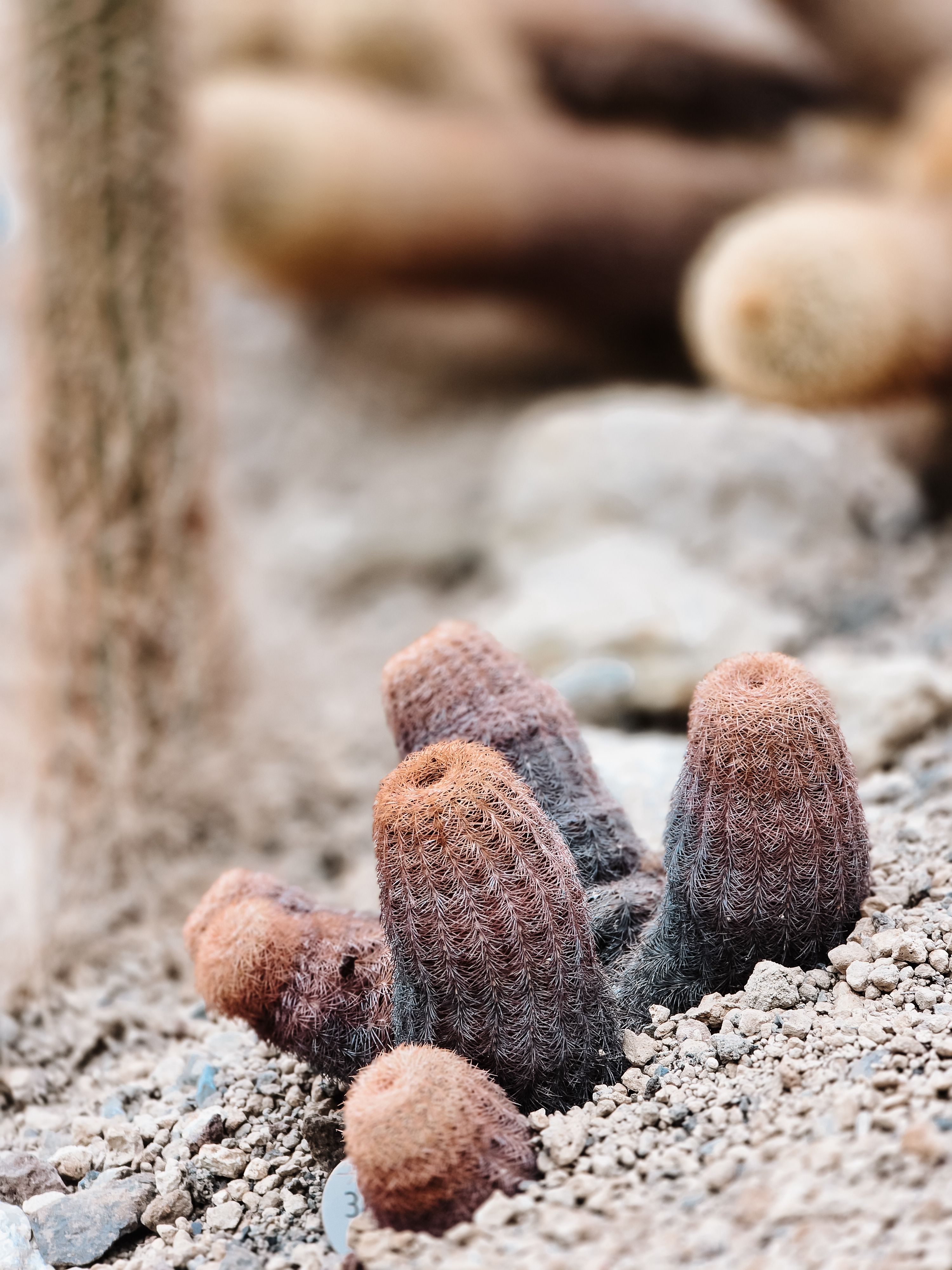 Cacti on Ground · Free Stock Photo