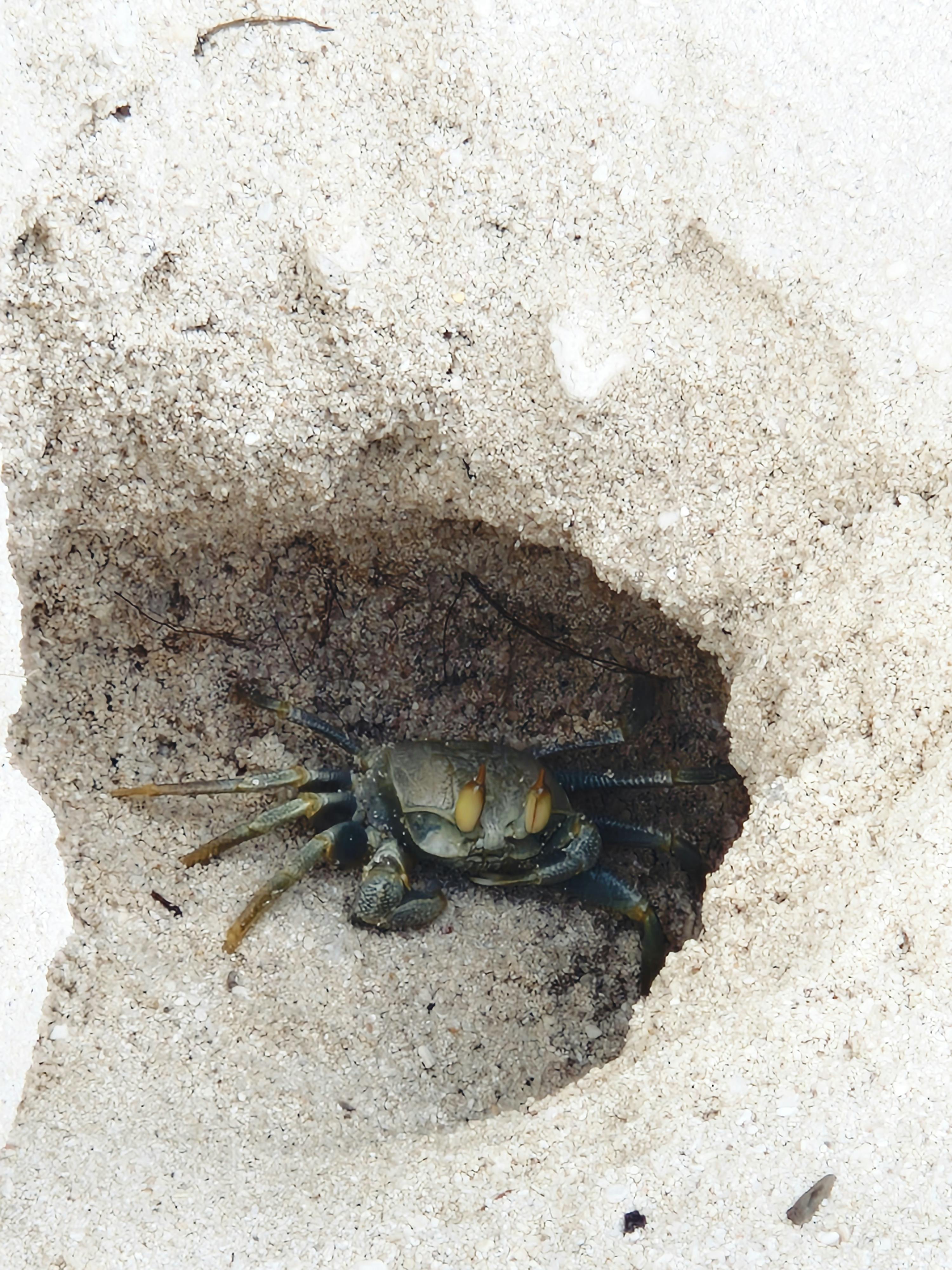 Crab in a Hole · Free Stock Photo