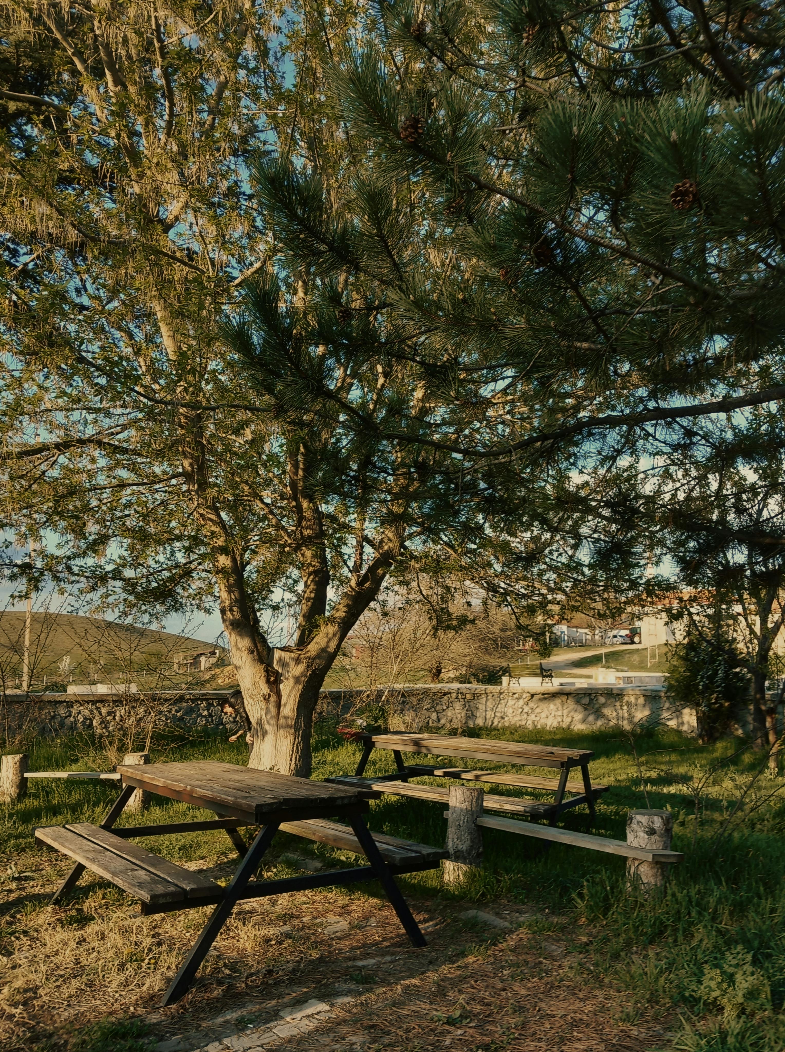 A picnic table under a tree in a field · Free Stock Photo
