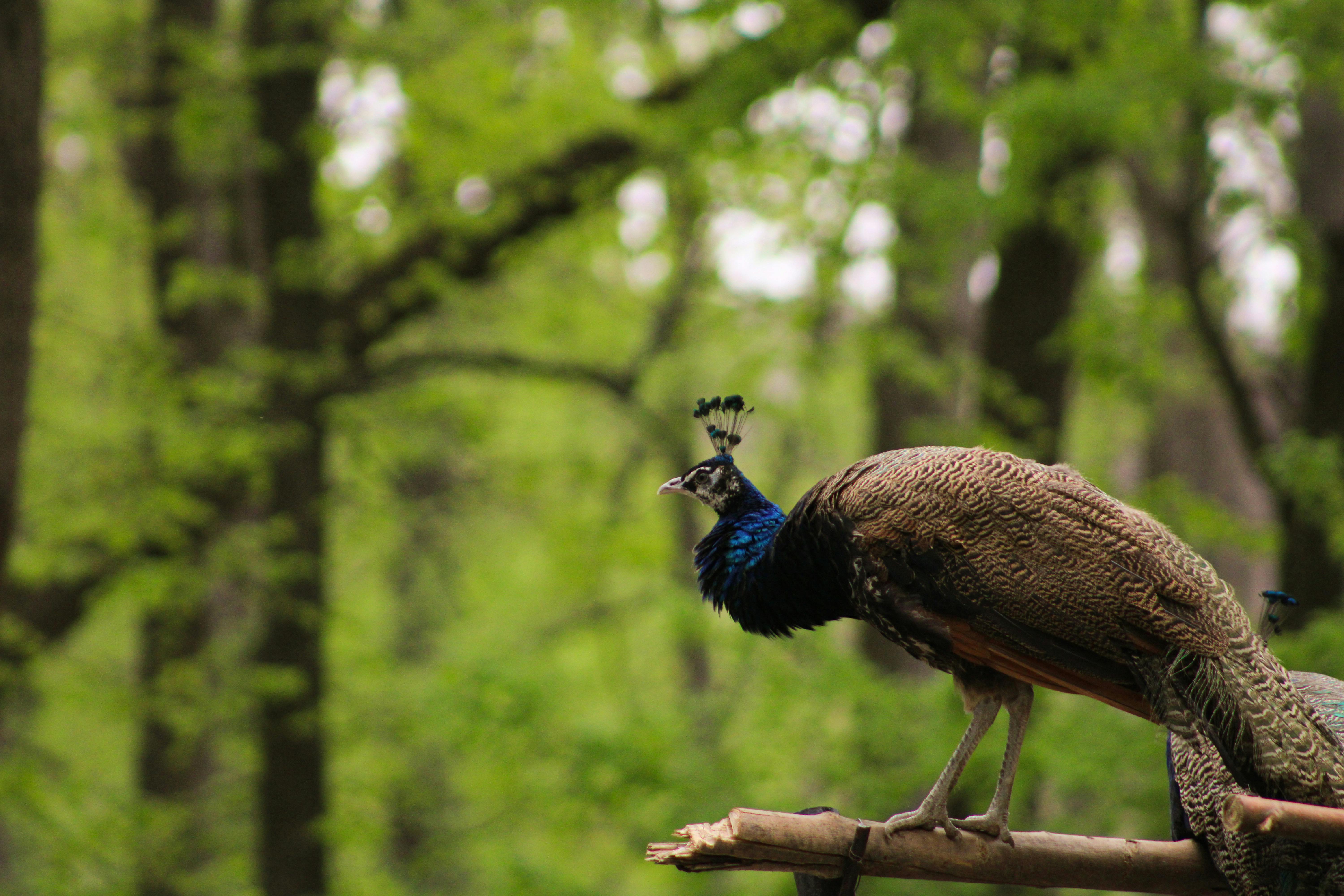 Peafowl on a Perch in the Aviary · Free Stock Photo