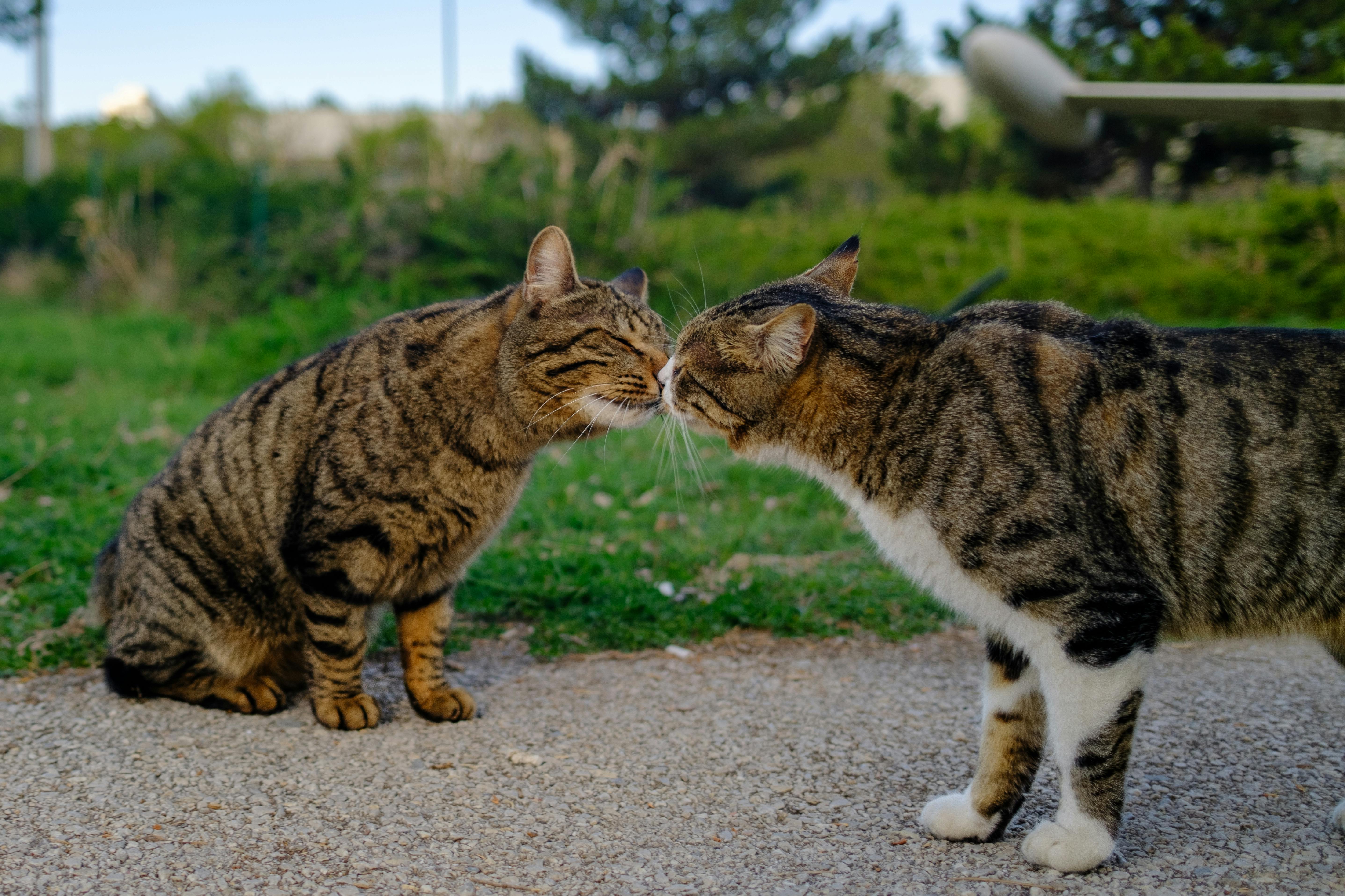 Two cats are kissing each other on the nose · Free Stock Photo
