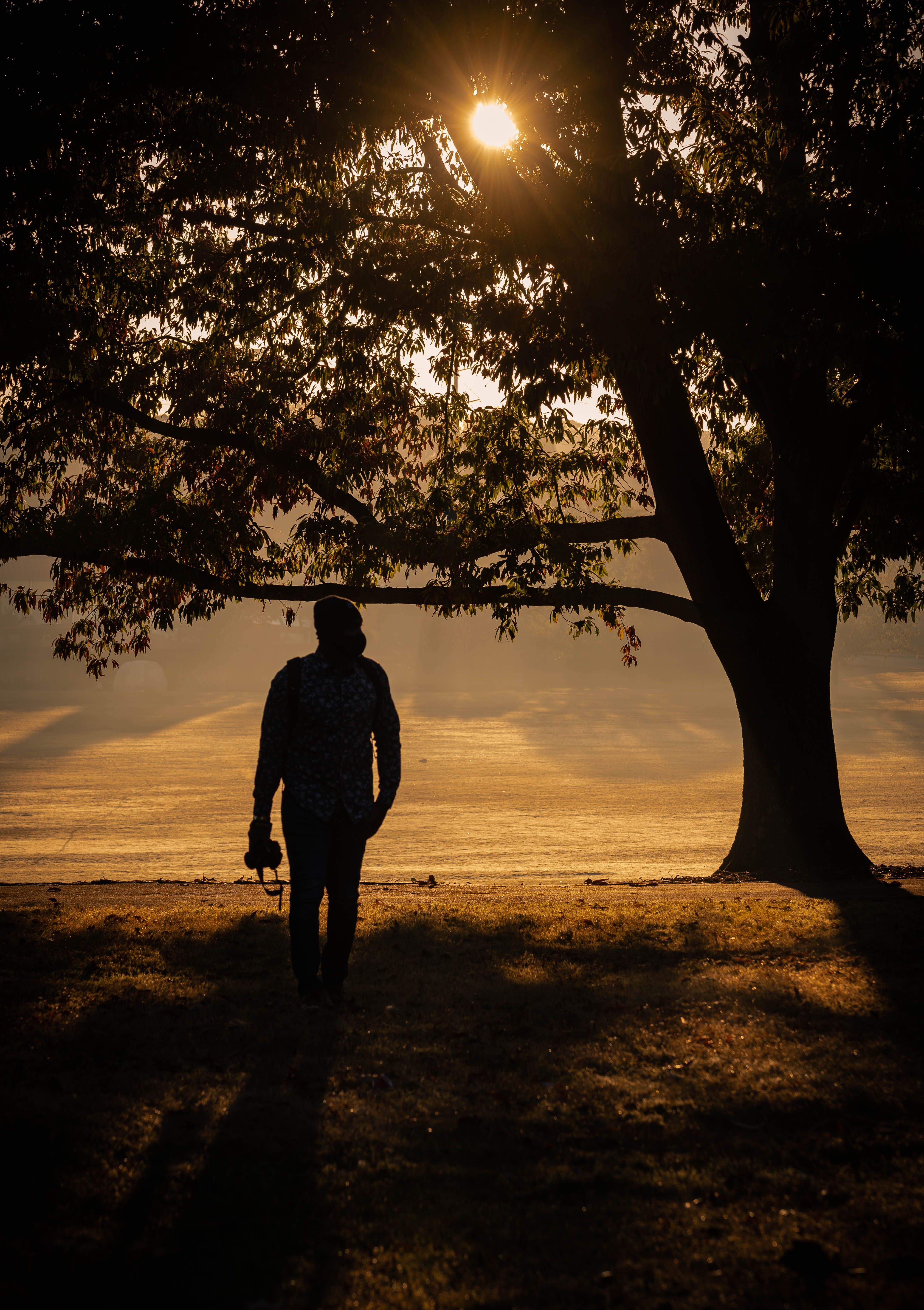 A man walking under a tree at sunset · Free Stock Photo