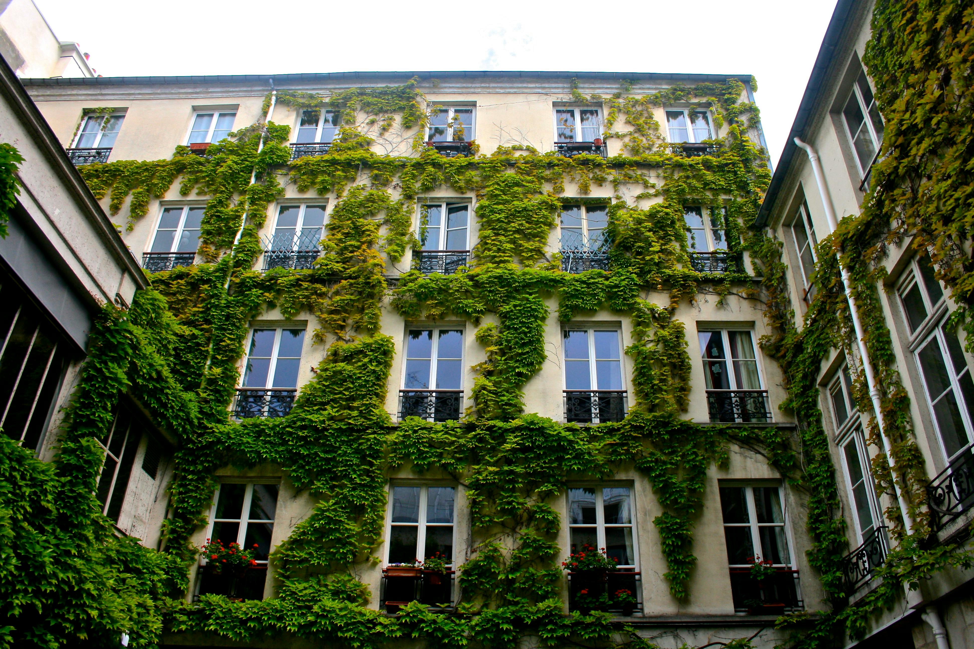 Free stock photo of building, vine