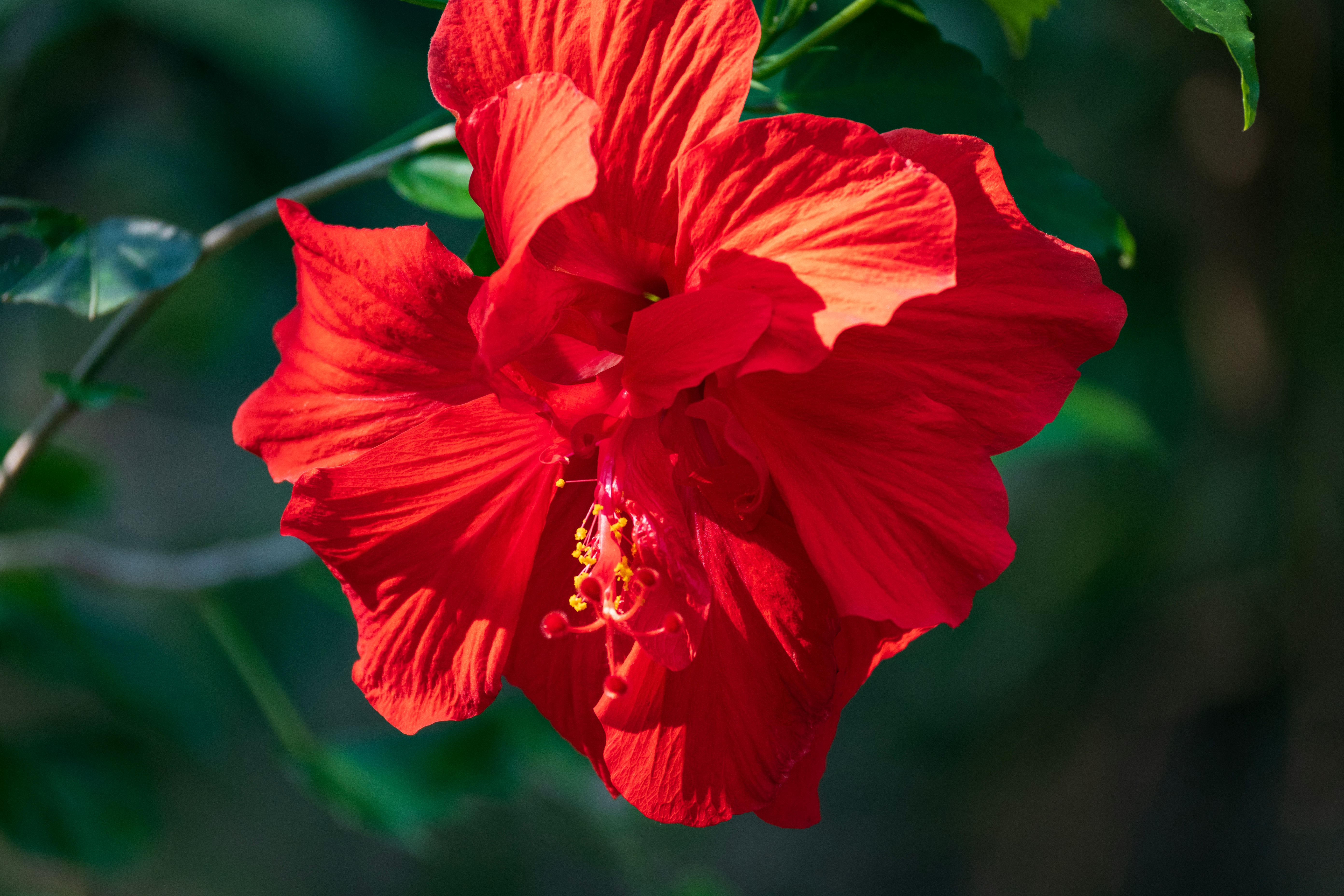 Close-up of a Red Chinese Hibiscus · Free Stock Photo