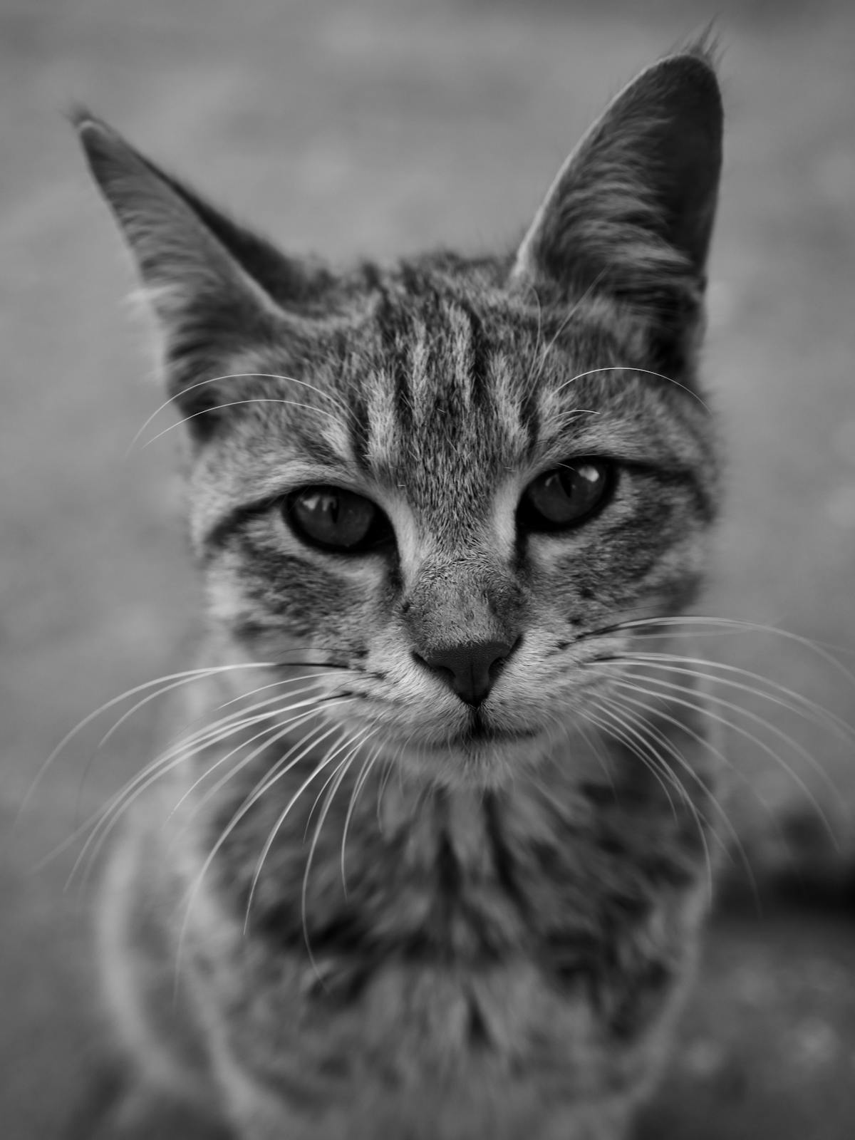 Tabby Cat Photos, Download The BEST Free Tabby Cat Stock Photos & HD Images