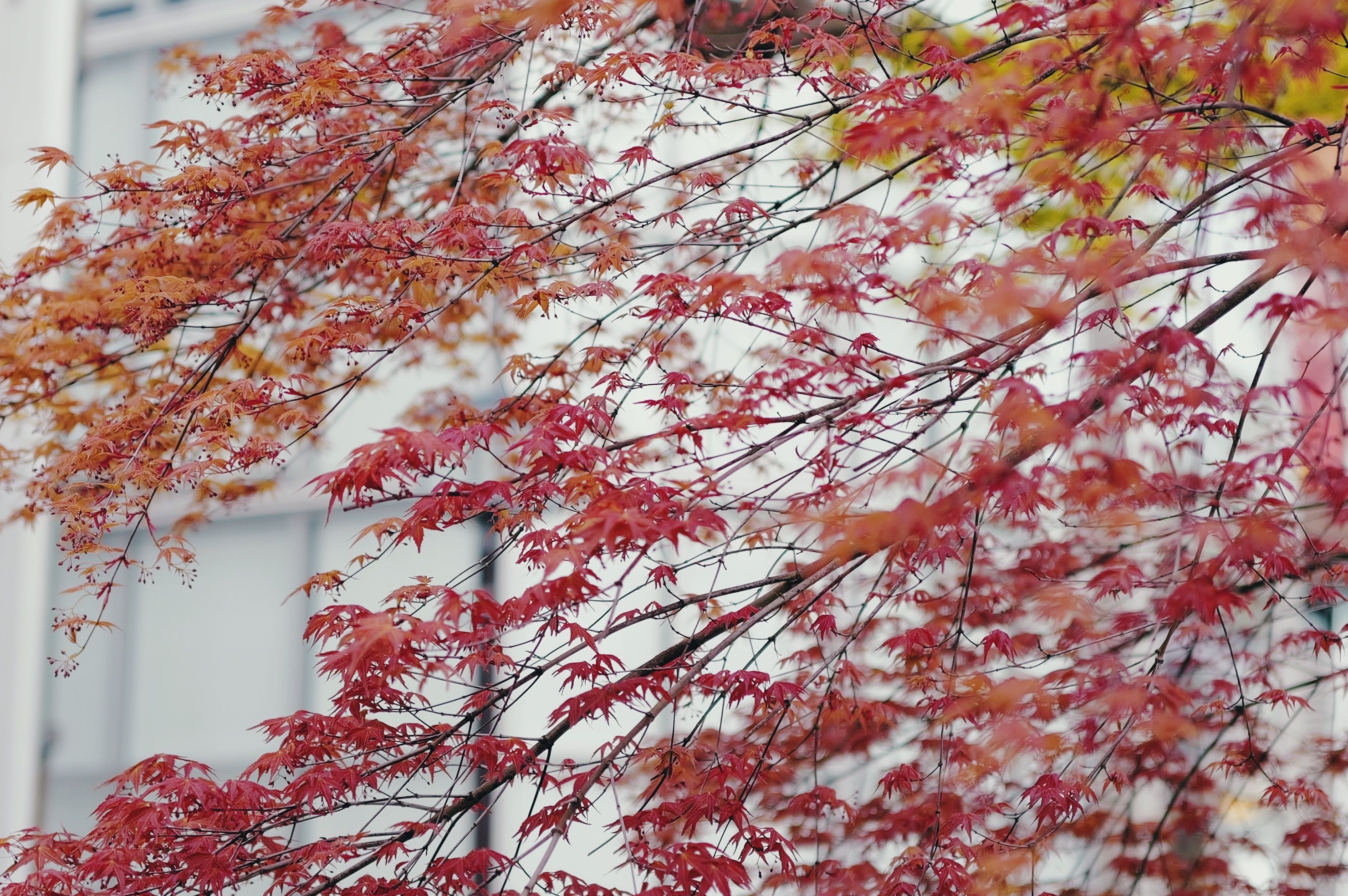 Branches of a Japanese Maple · Free Stock Photo
