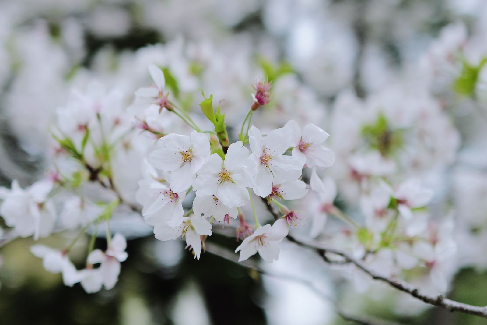 Washington Dc Cherry Blossoms Photos, Download The BEST Free Washington ...