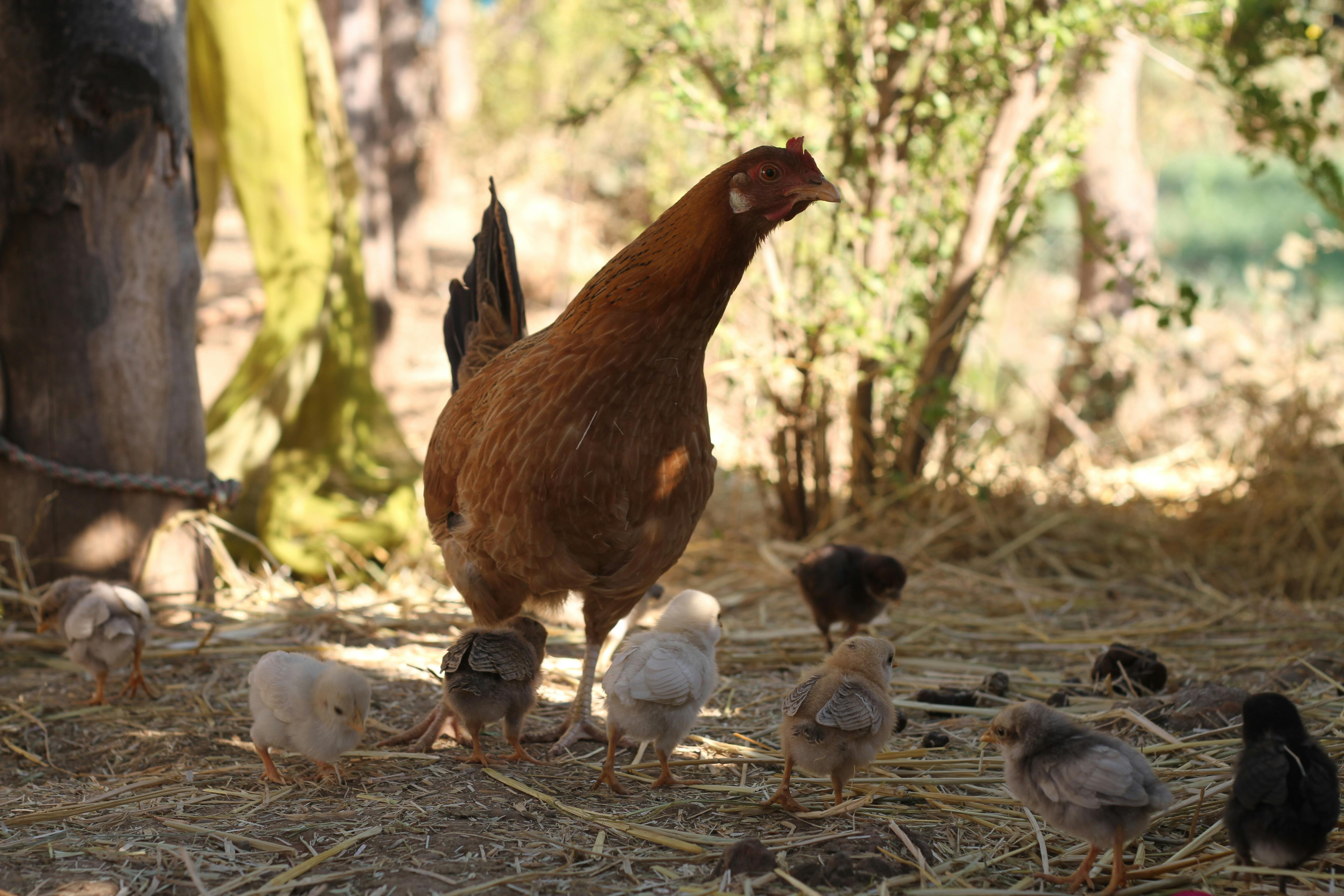 Adult Chicken with Chicks · Free Stock Photo
