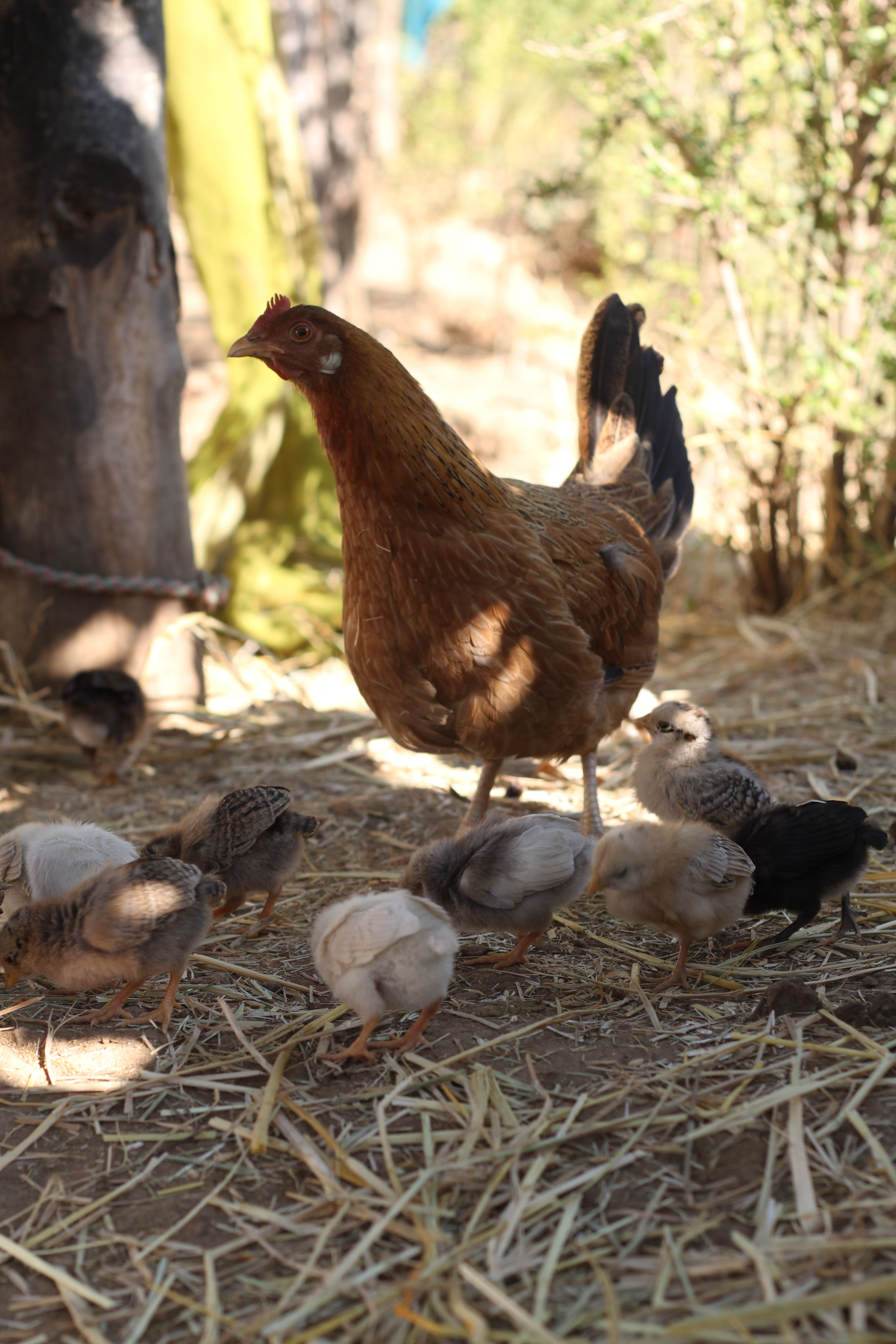 Adult Chicken with Chicks · Free Stock Photo