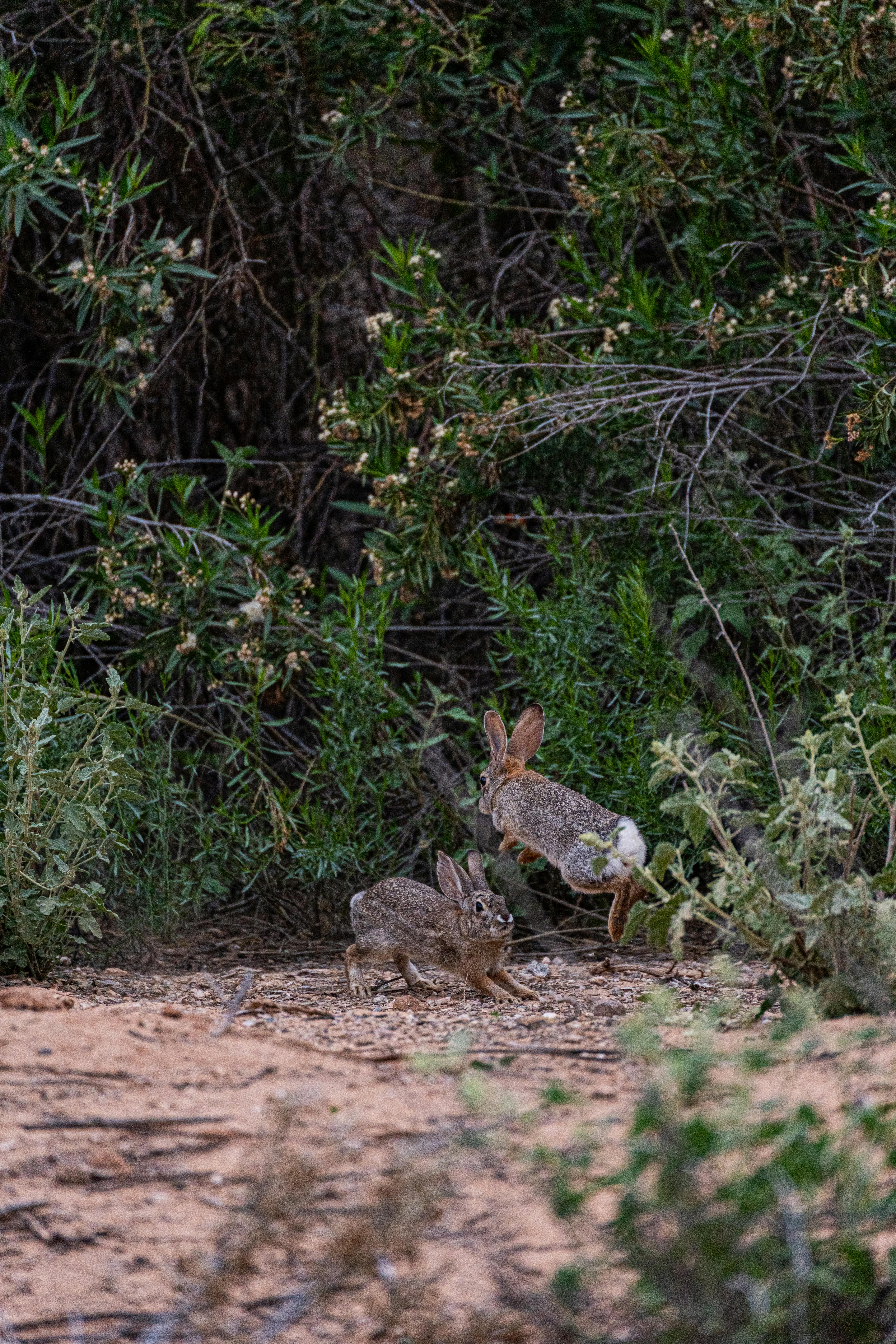 Forest Rabbits Photos, Download The BEST Free Forest Rabbits Stock ...