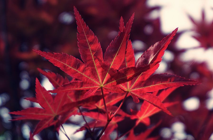 When to Plant Japanese Maples in Your Climate Zone?