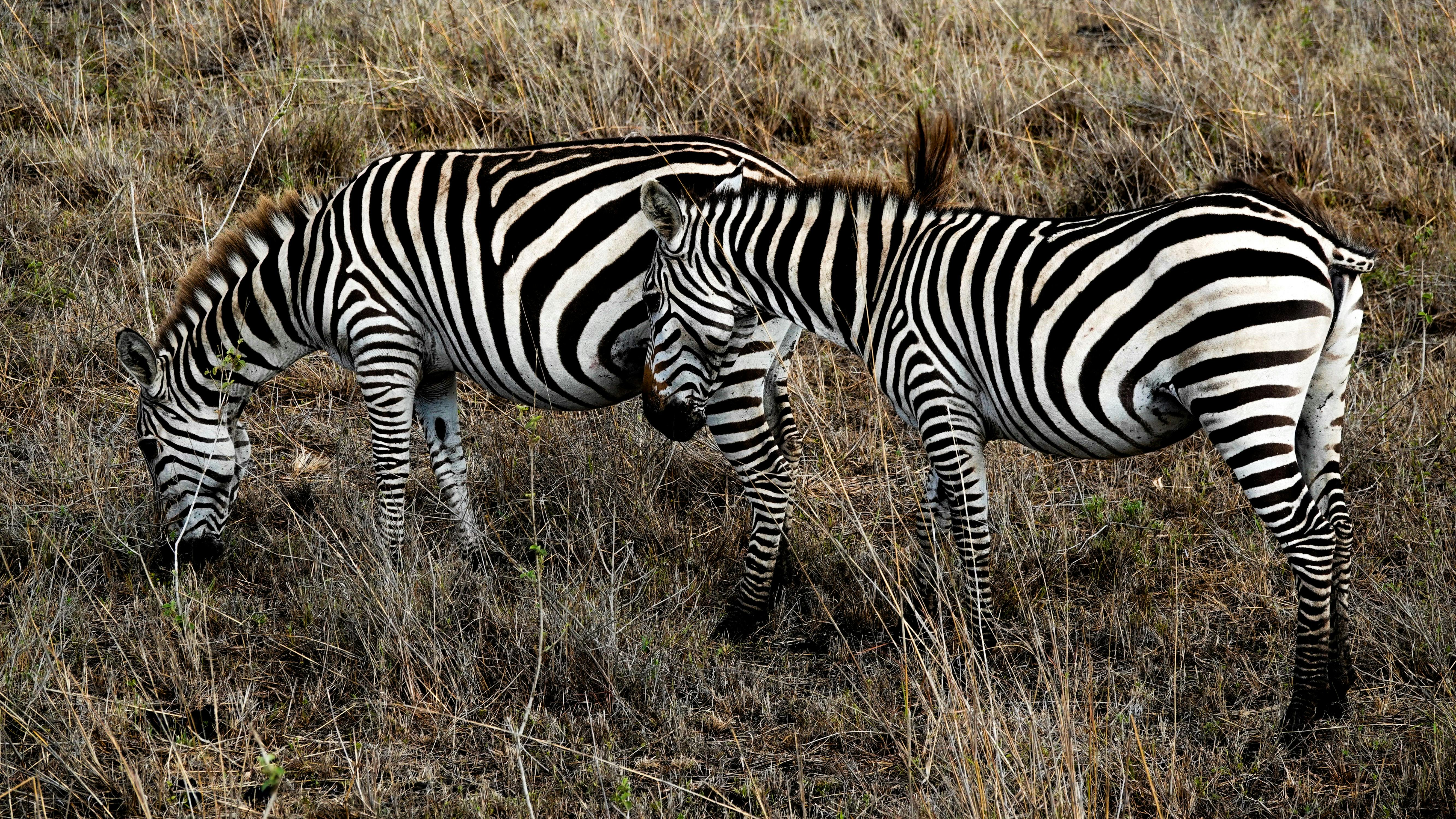 zebra · Free Stock Photo