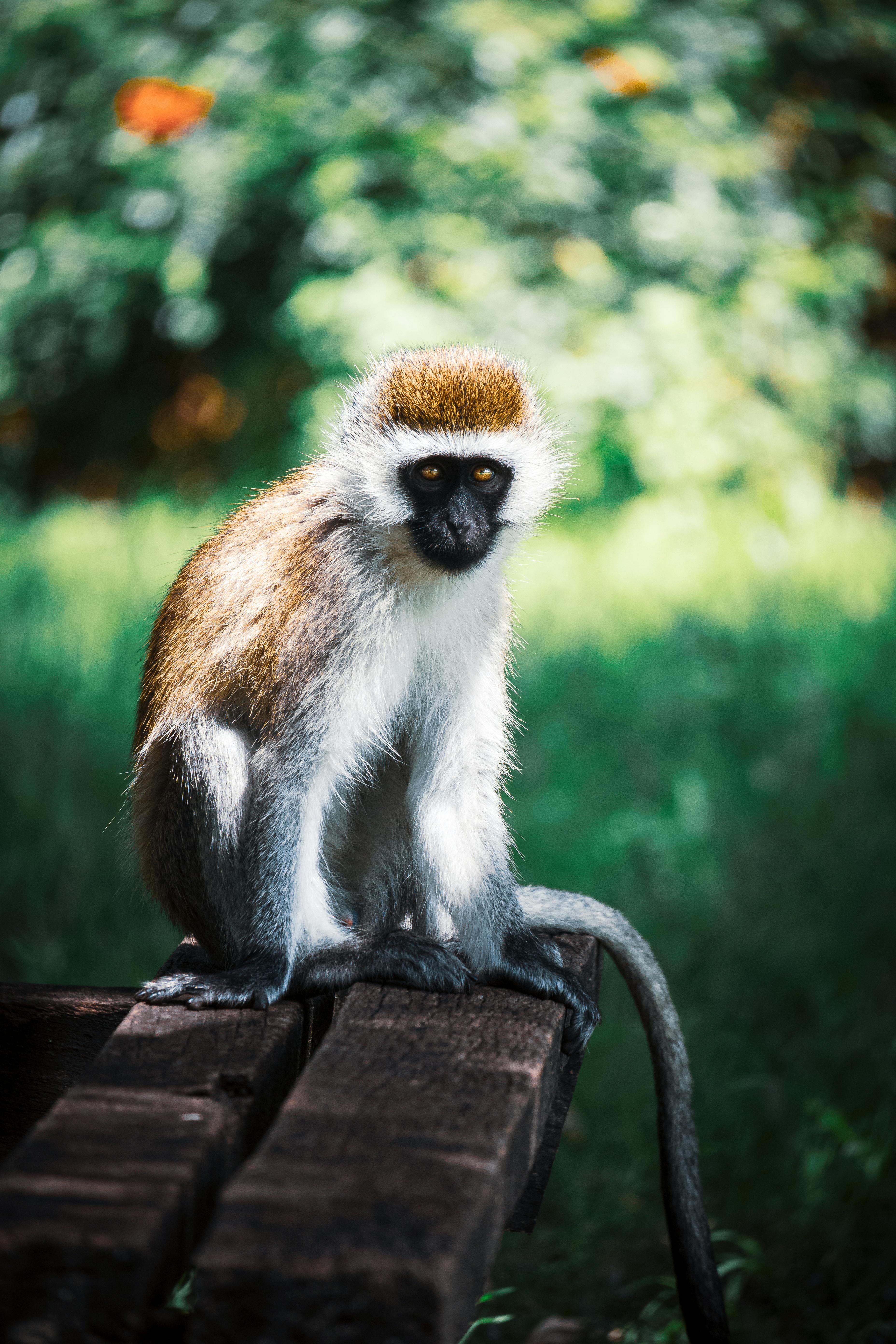 Monkey on Wooden Pier · Free Stock Photo