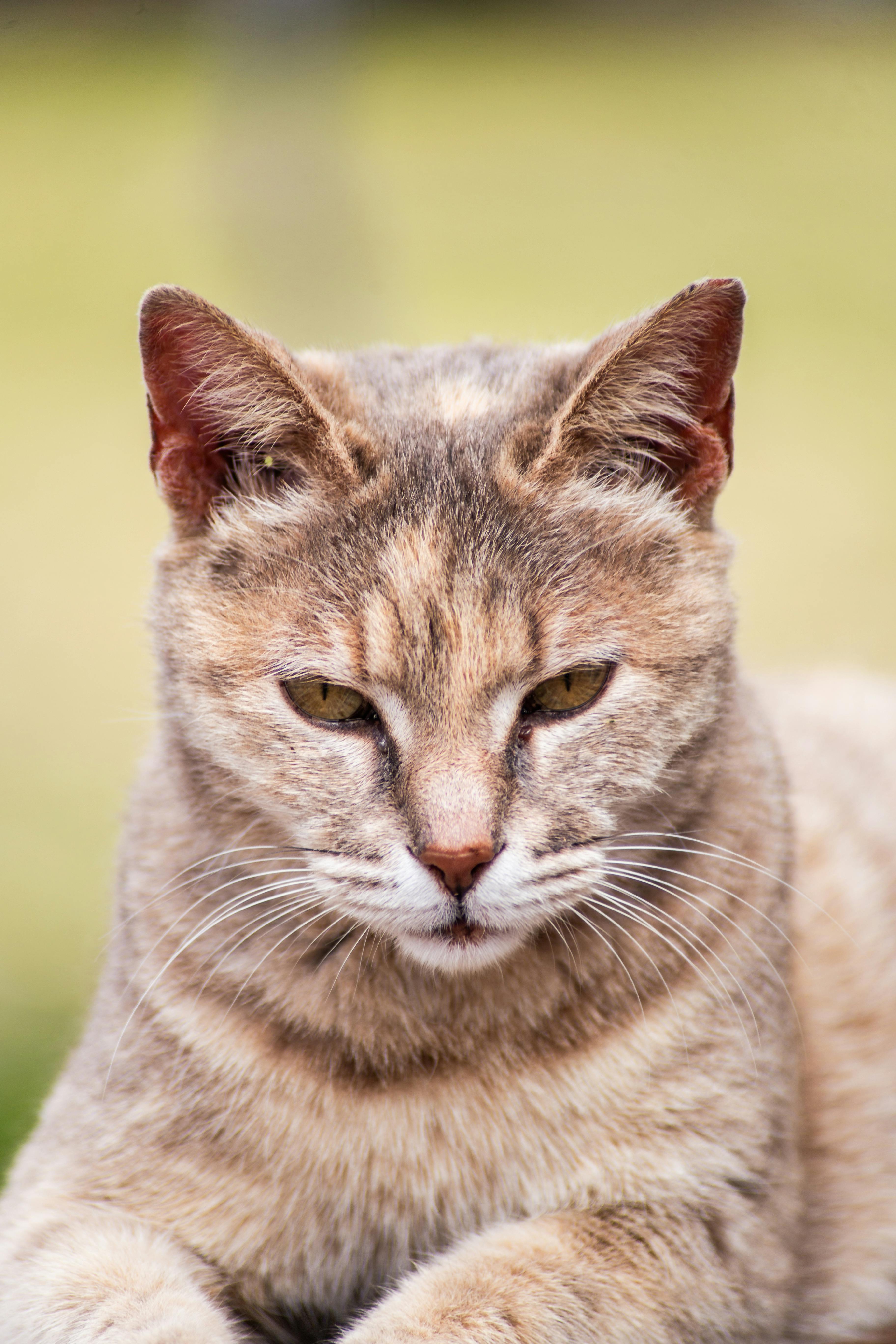 Cat staring at you · Free Stock Photo