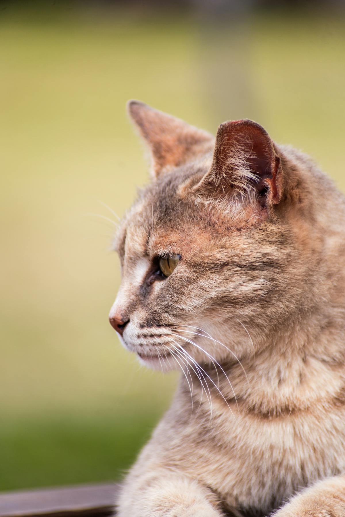 Tabby Cat Photos, Download The BEST Free Tabby Cat Stock Photos & HD Images