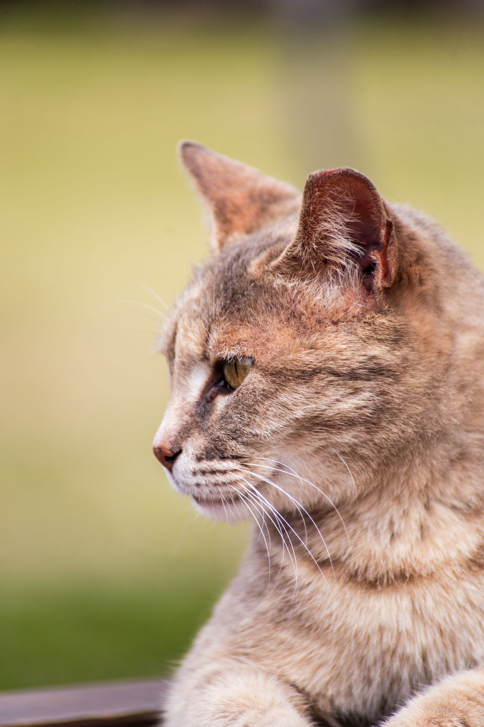 Tabby Cat Photos, Download The BEST Free Tabby Cat Stock Photos & HD Images