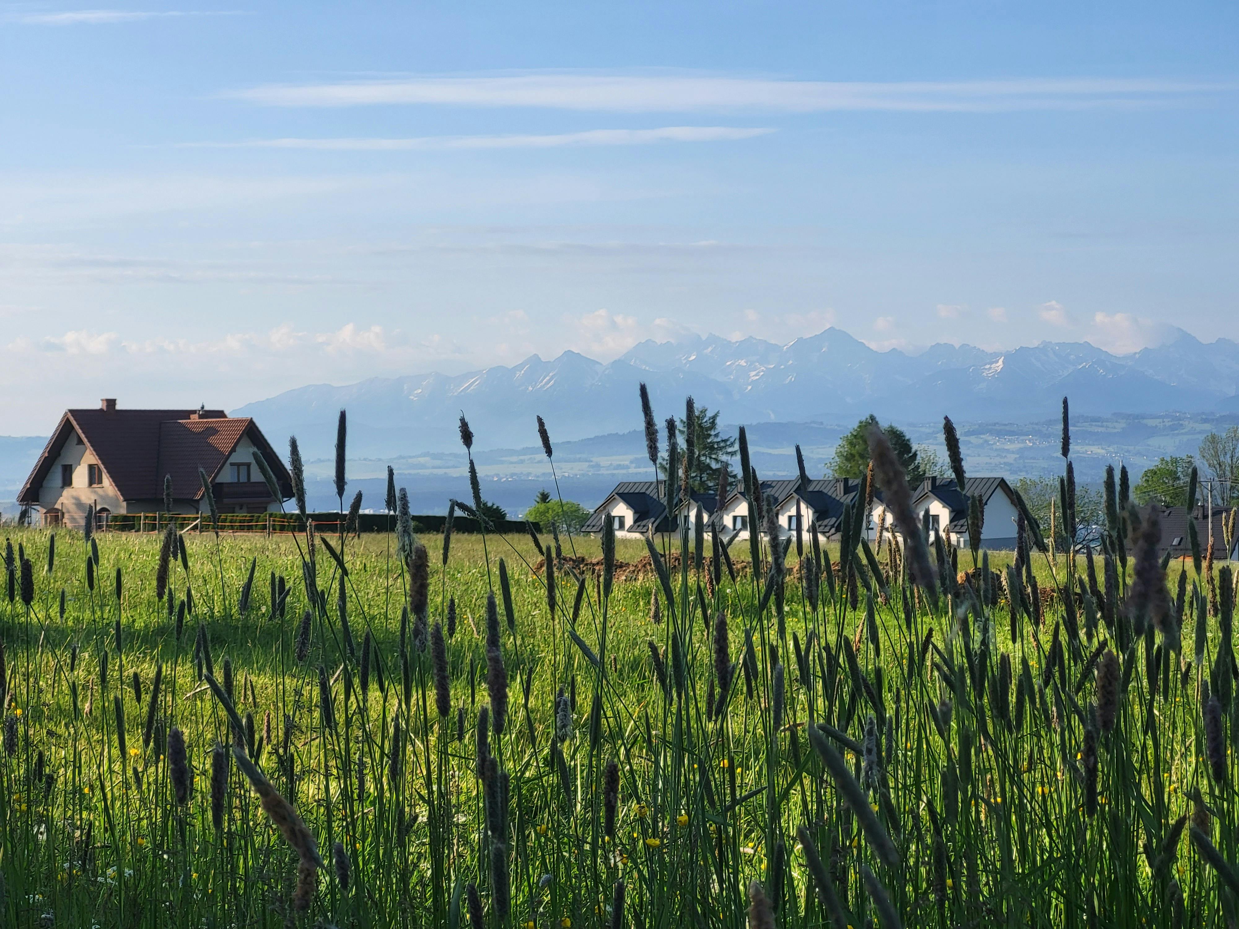 ใบ Rushes Photos, Download The BEST Free ใบ Rushes Stock Photos & HD Images