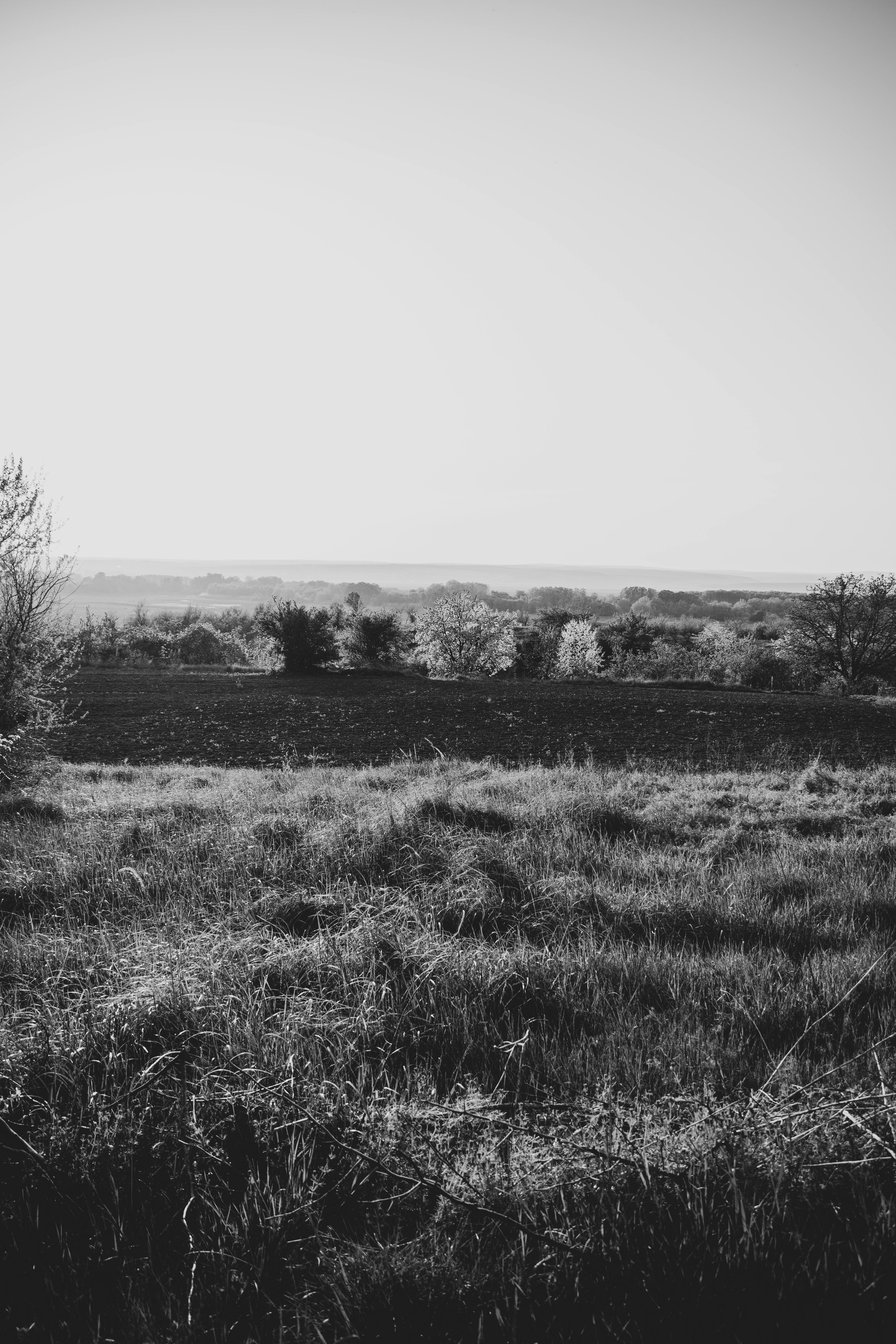 Field in Black and White · Free Stock Photo