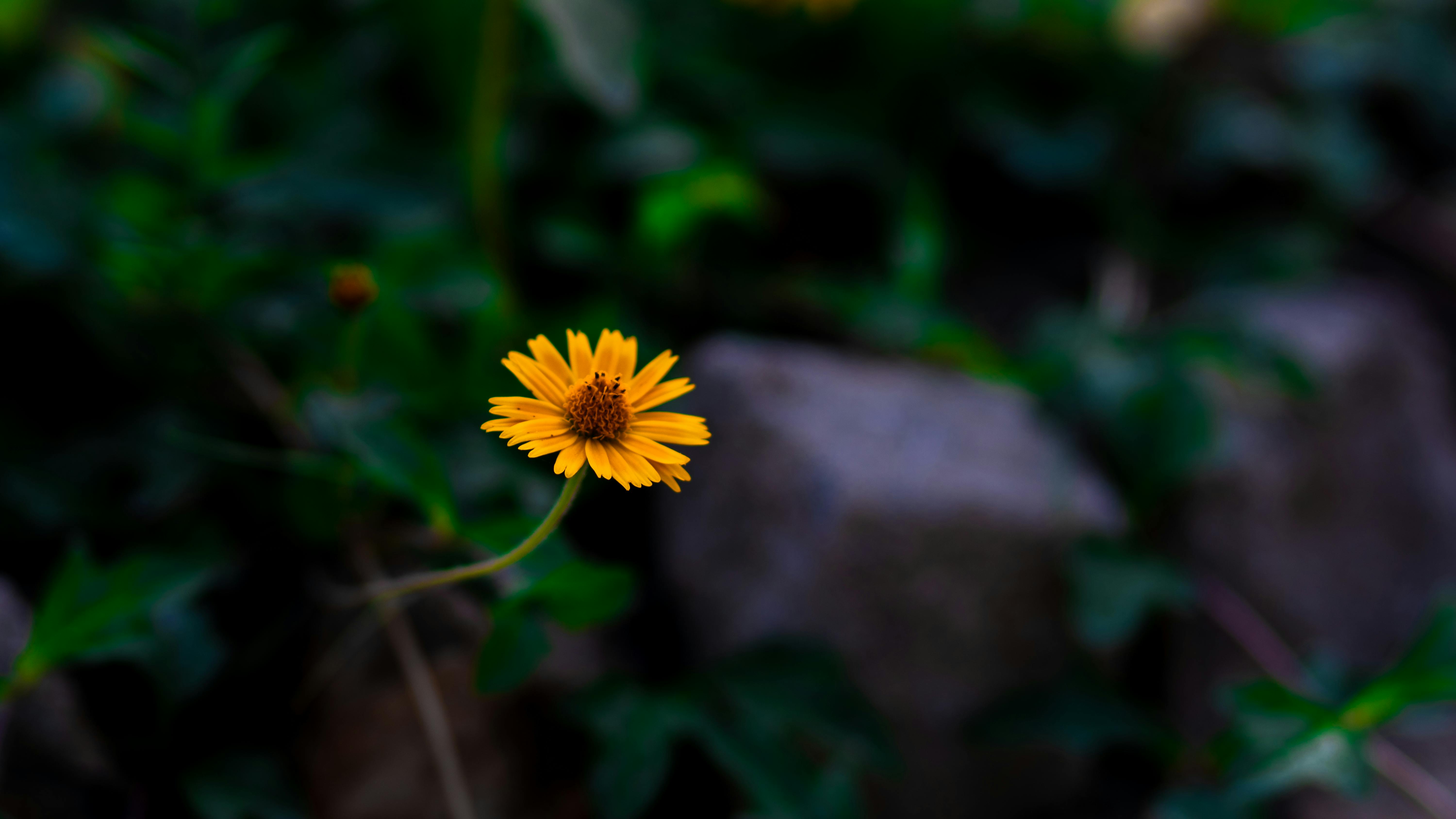Trailing Daisy Flower · Free Stock Photo