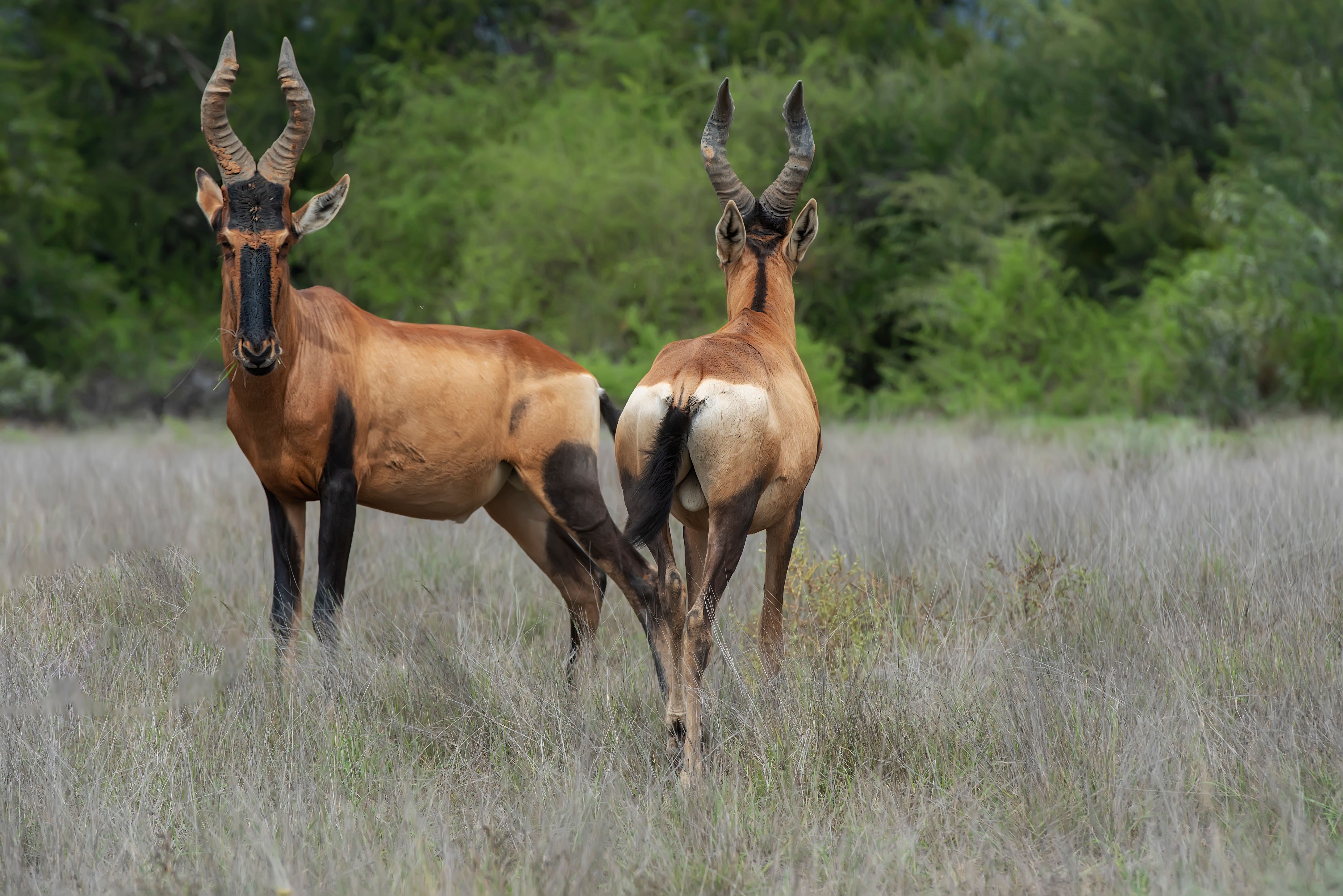 Two antelope standing in a field with tall grass · Free Stock Photo