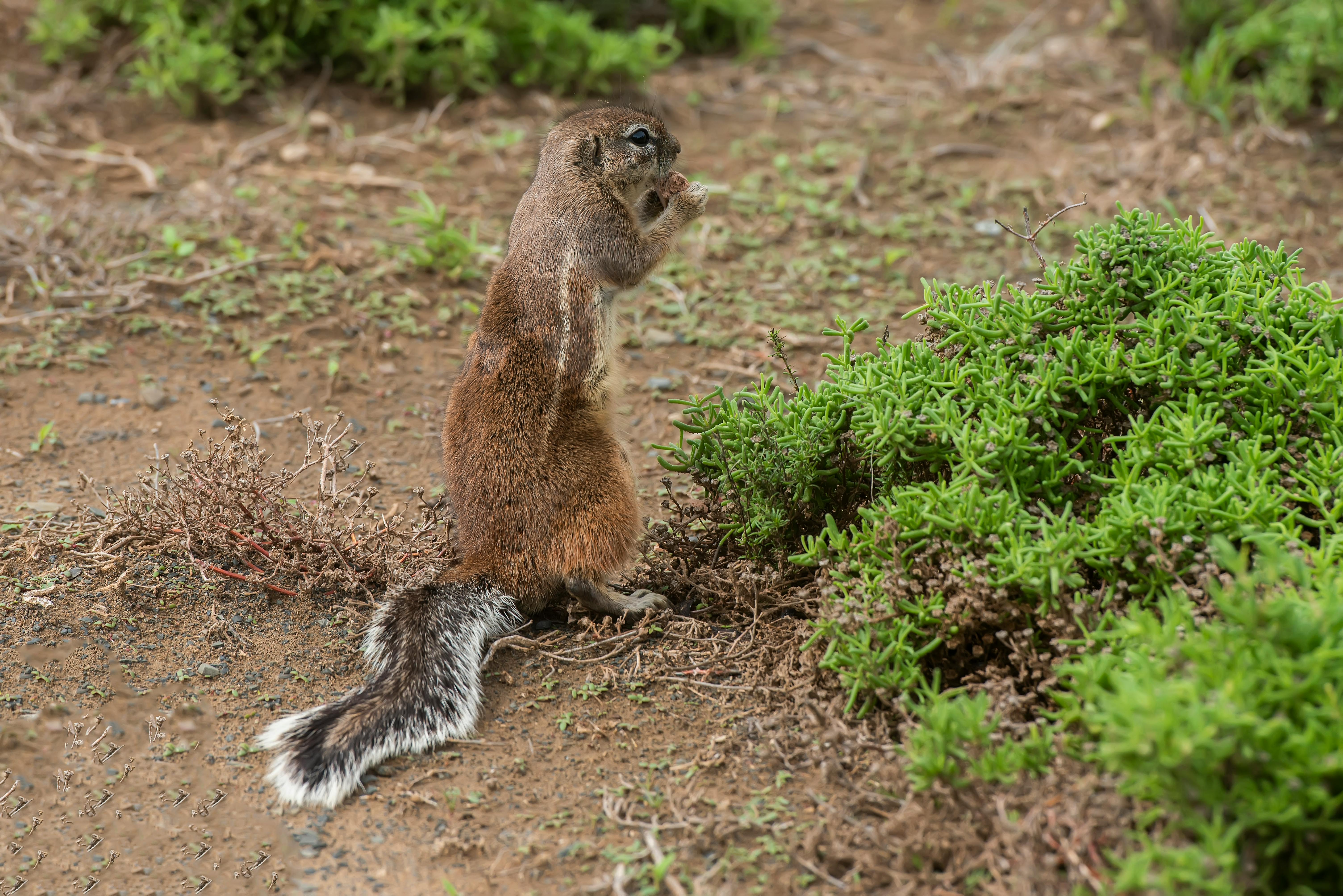 African Ground Squirrel Eating · Free Stock Photo
