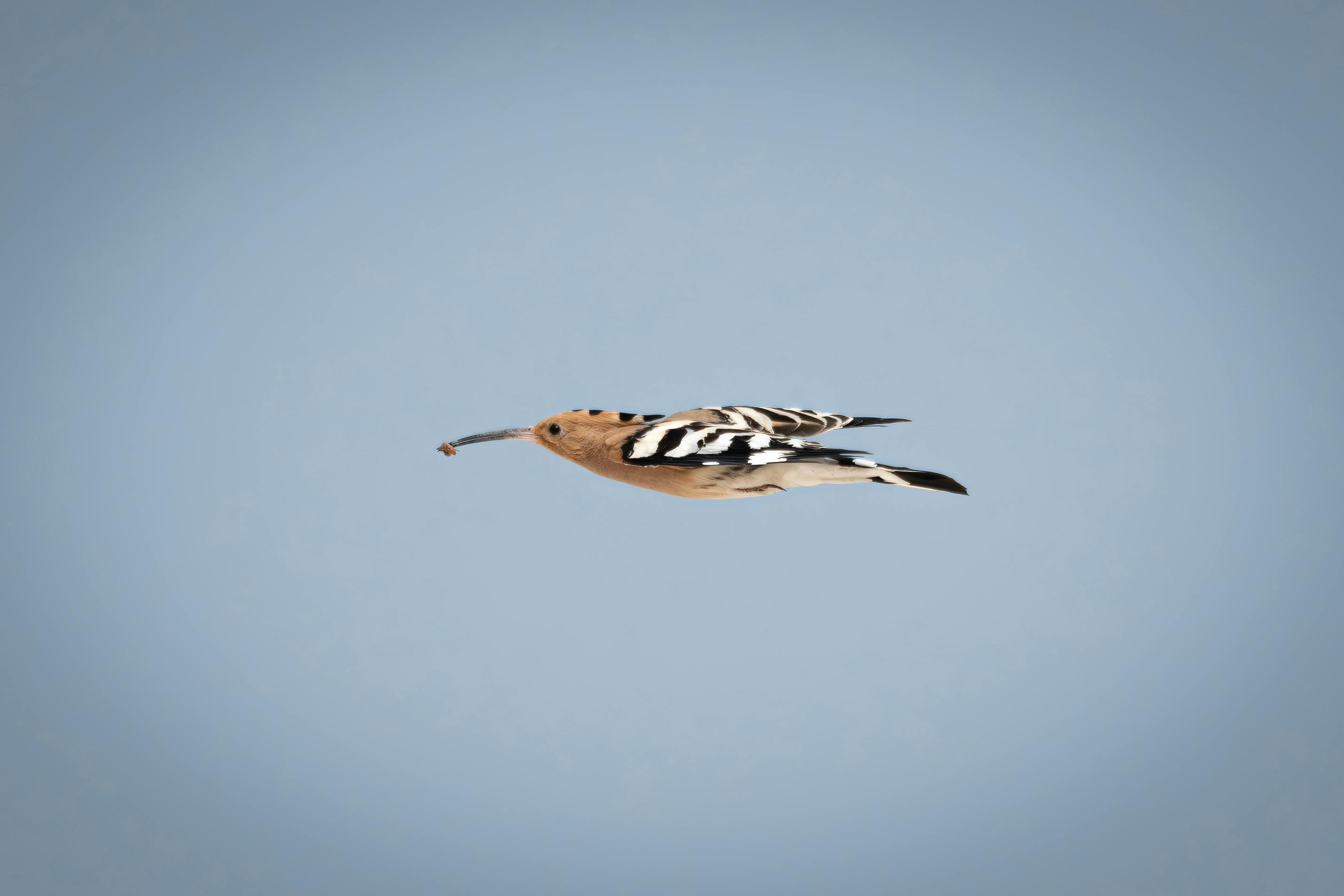 Flying Eurasian Hoopoe · Free Stock Photo