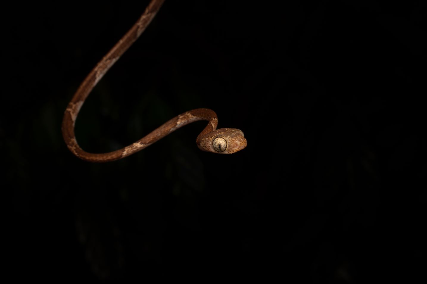 Bothrops Snakes in Americas and Global Habitats Explained