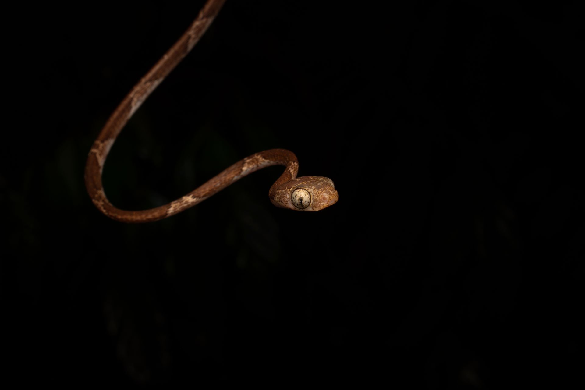 Bothrops Snakes in Americas and Global Habitats Explained