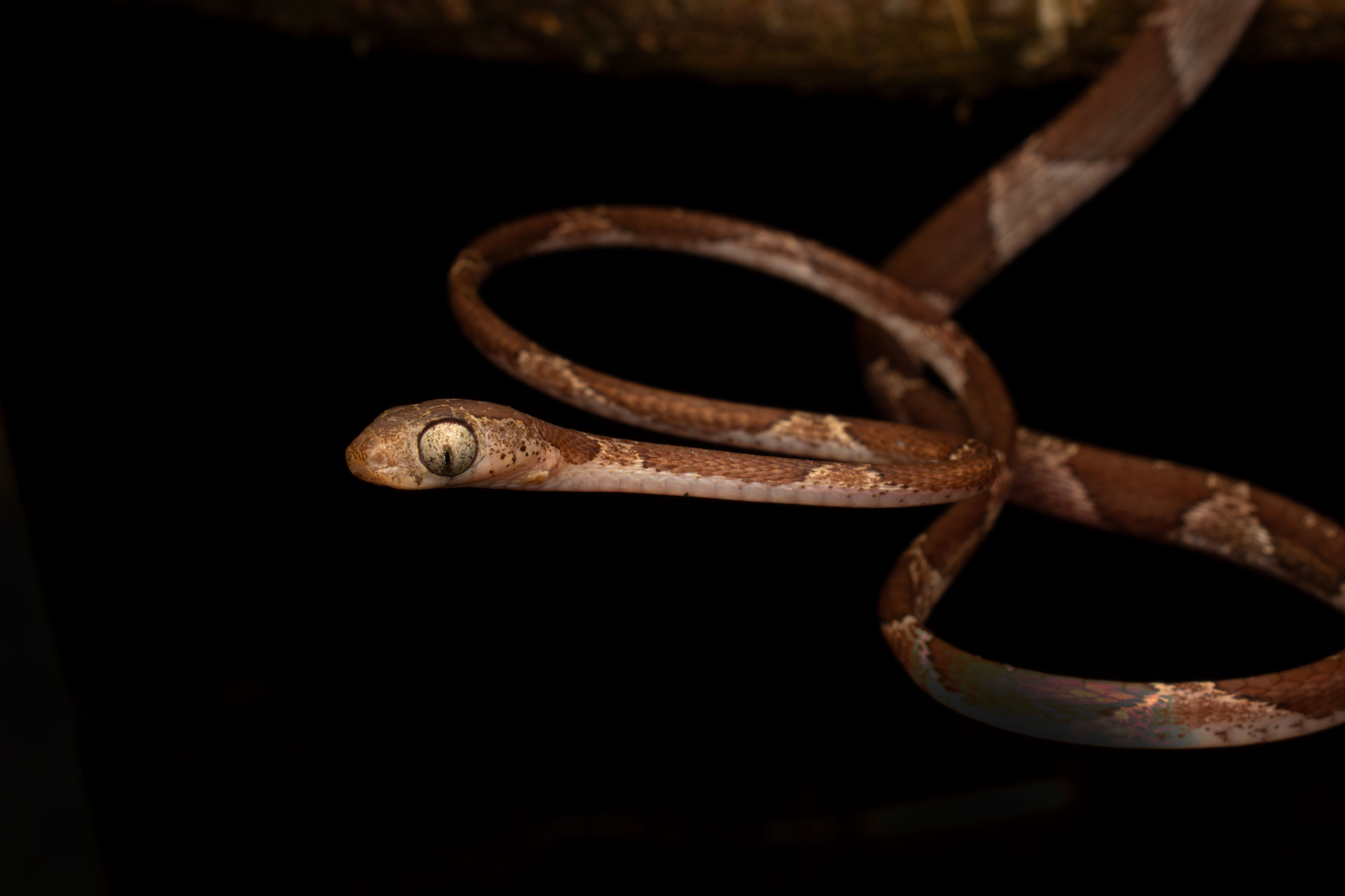 Blunthead Tree Snake on Black Background · Free Stock Photo