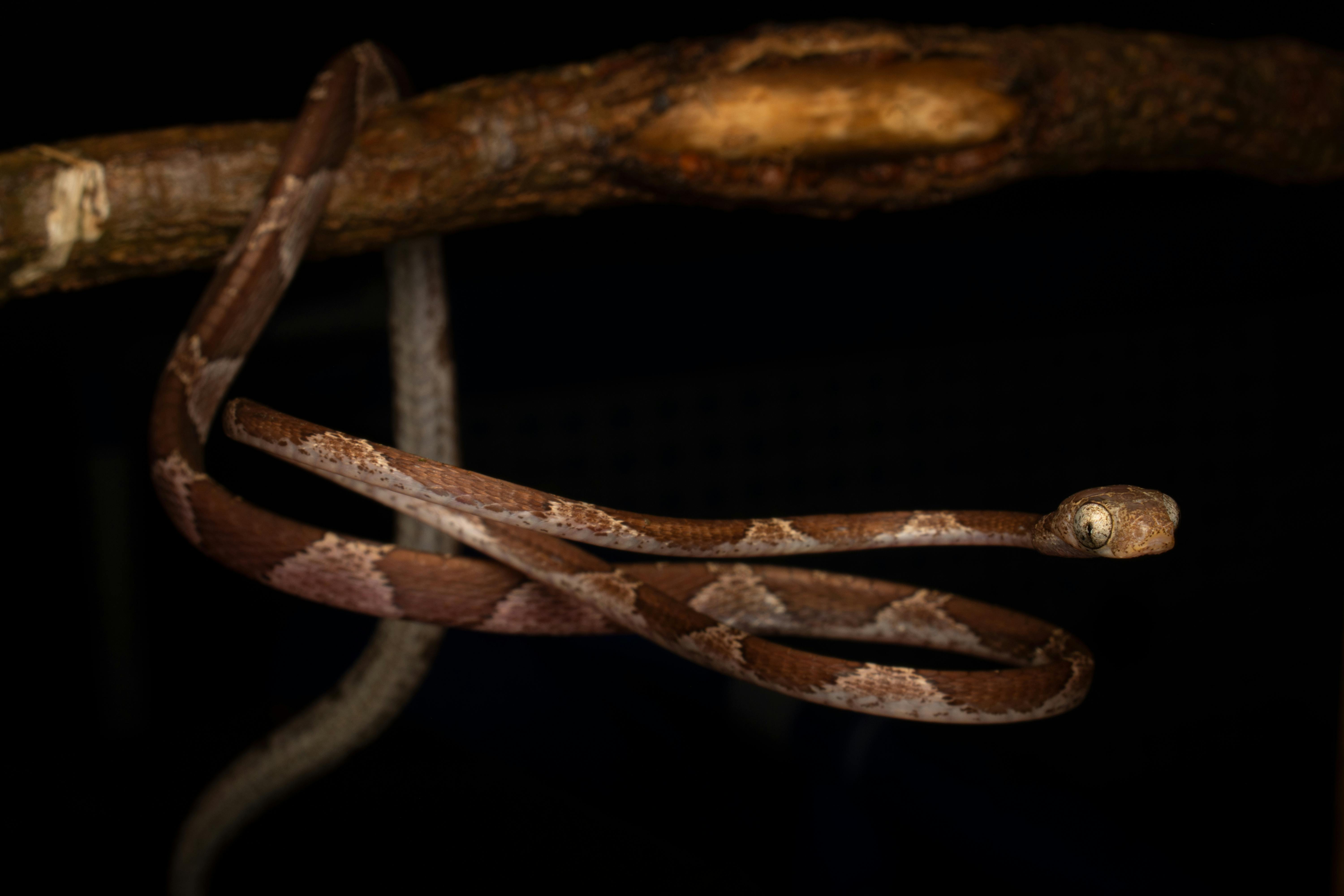 Blunthead Tree Snake on Branch · Free Stock Photo