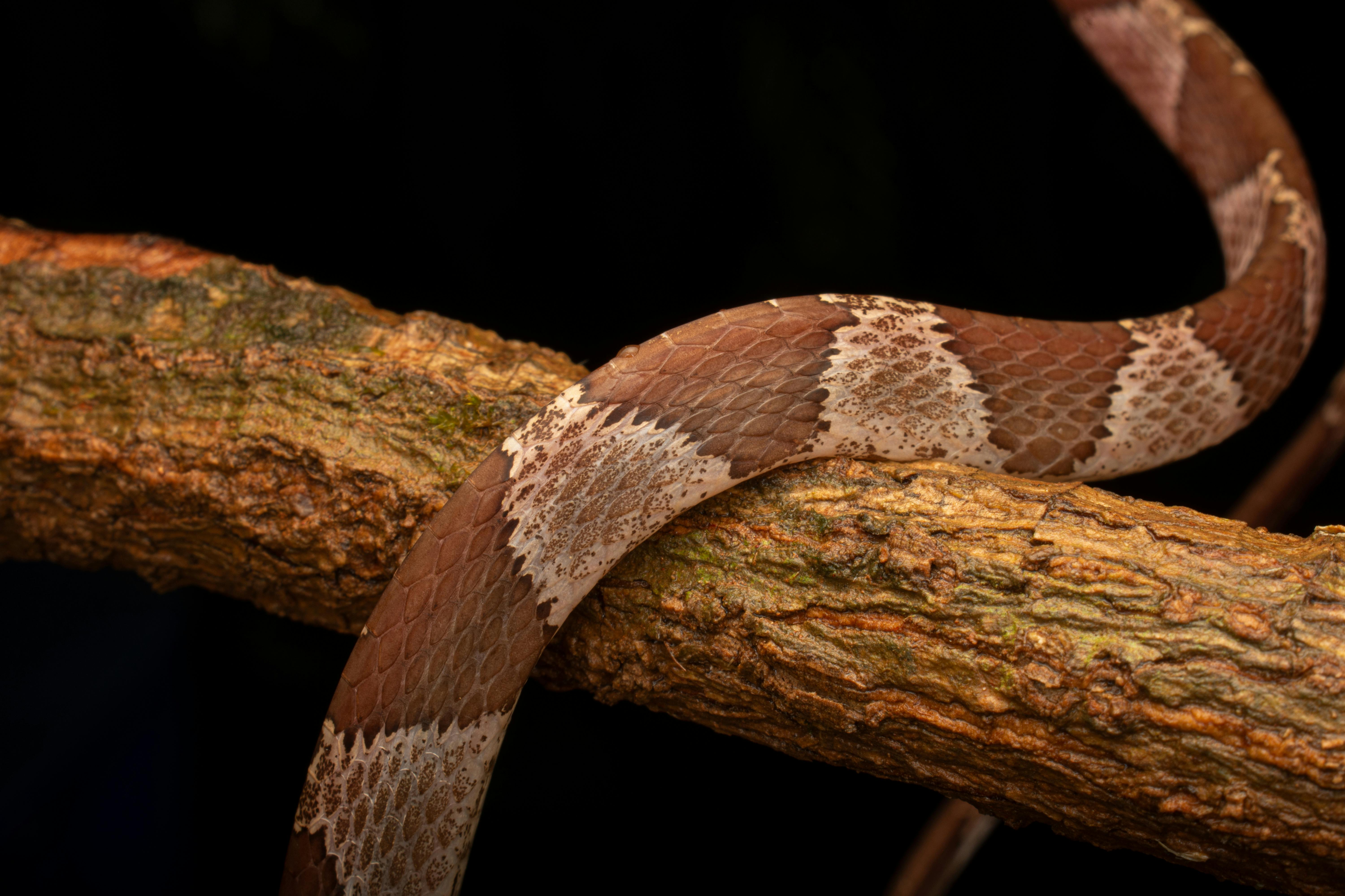 A Snake on a Branch · Free Stock Photo